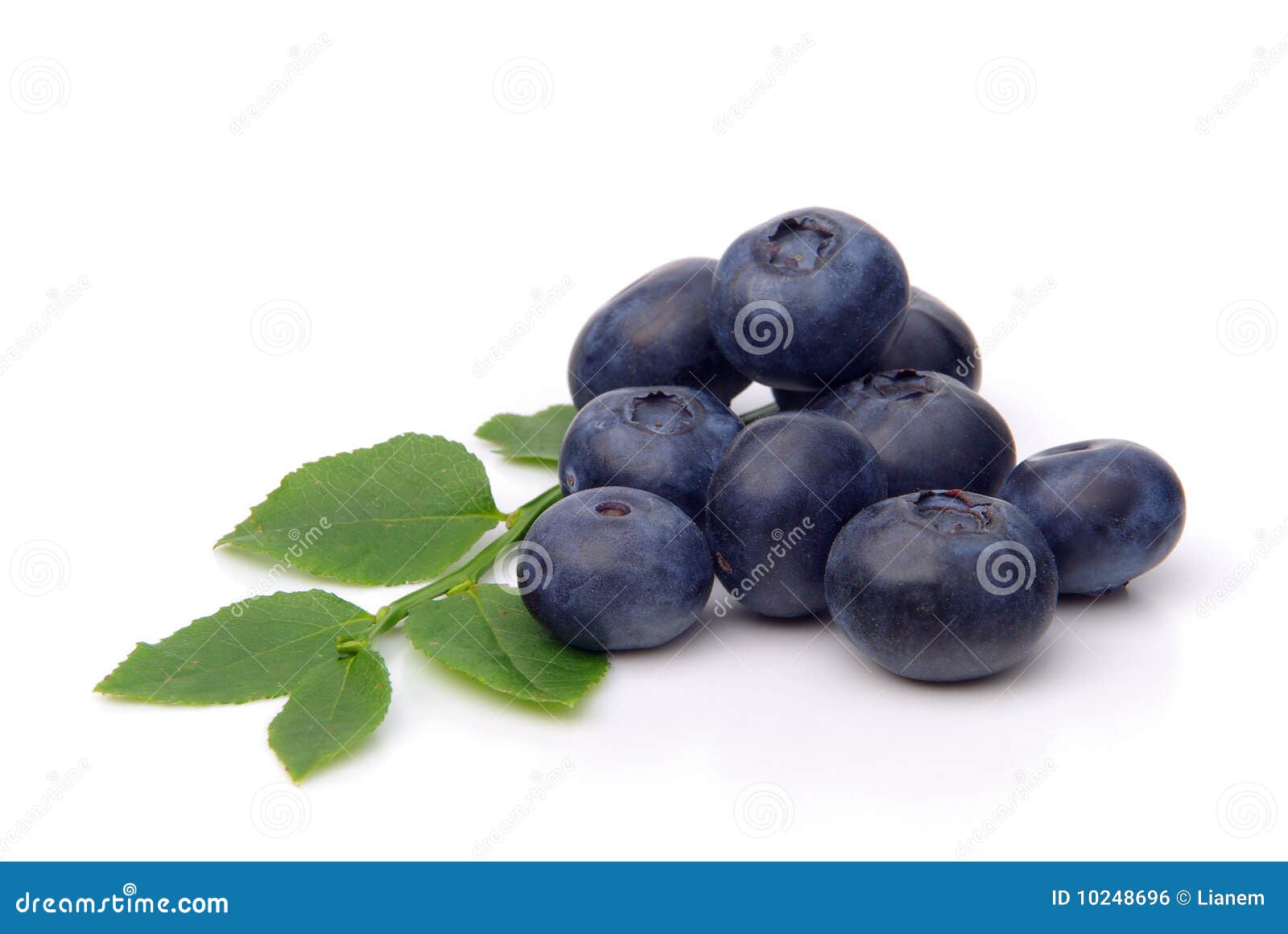 Blueberry stock photo. Image of bilberry, blaeberry, common - 10248696