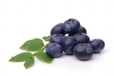 Blueberry stock photo. Image of bilberry, blaeberry, common - 10248696