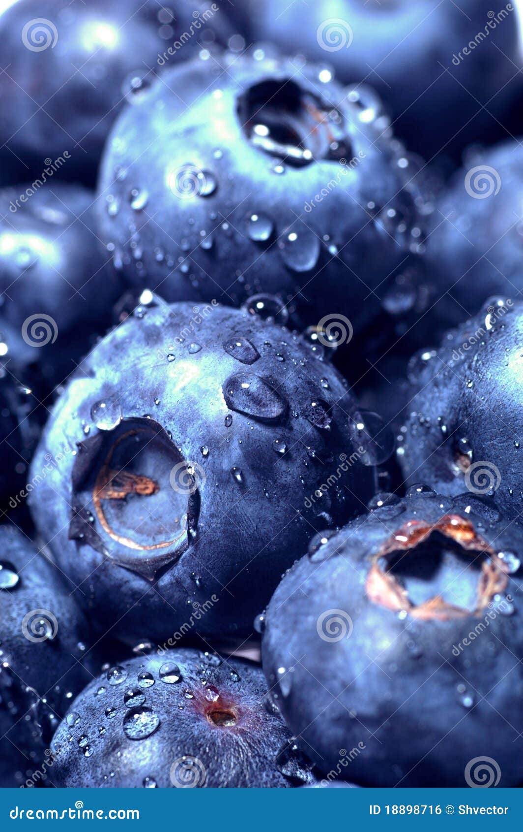 Blueberry stock photo. Image of delicious, garden, berry - 18898716