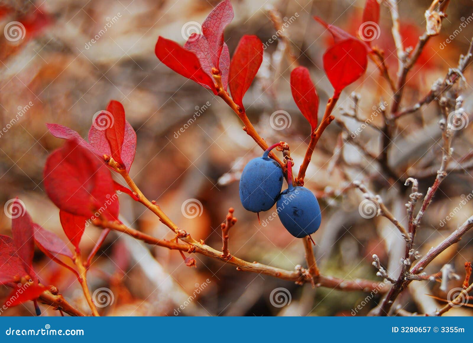 Blueberry stock image. Image of bush, northblue, blueberry - 3280657