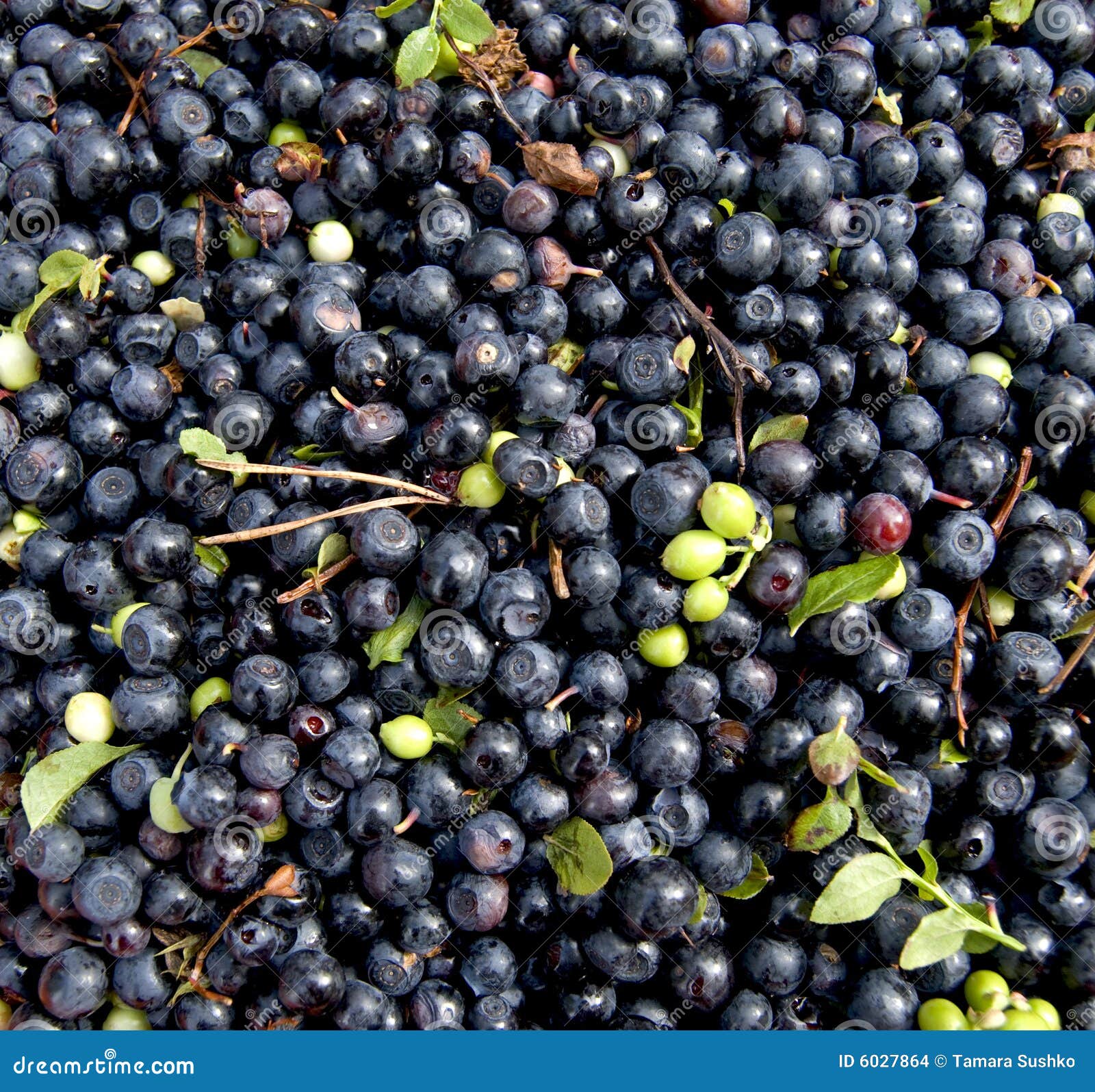 Blueberry stock photo. Image of food, leaf, large, nature - 6027864