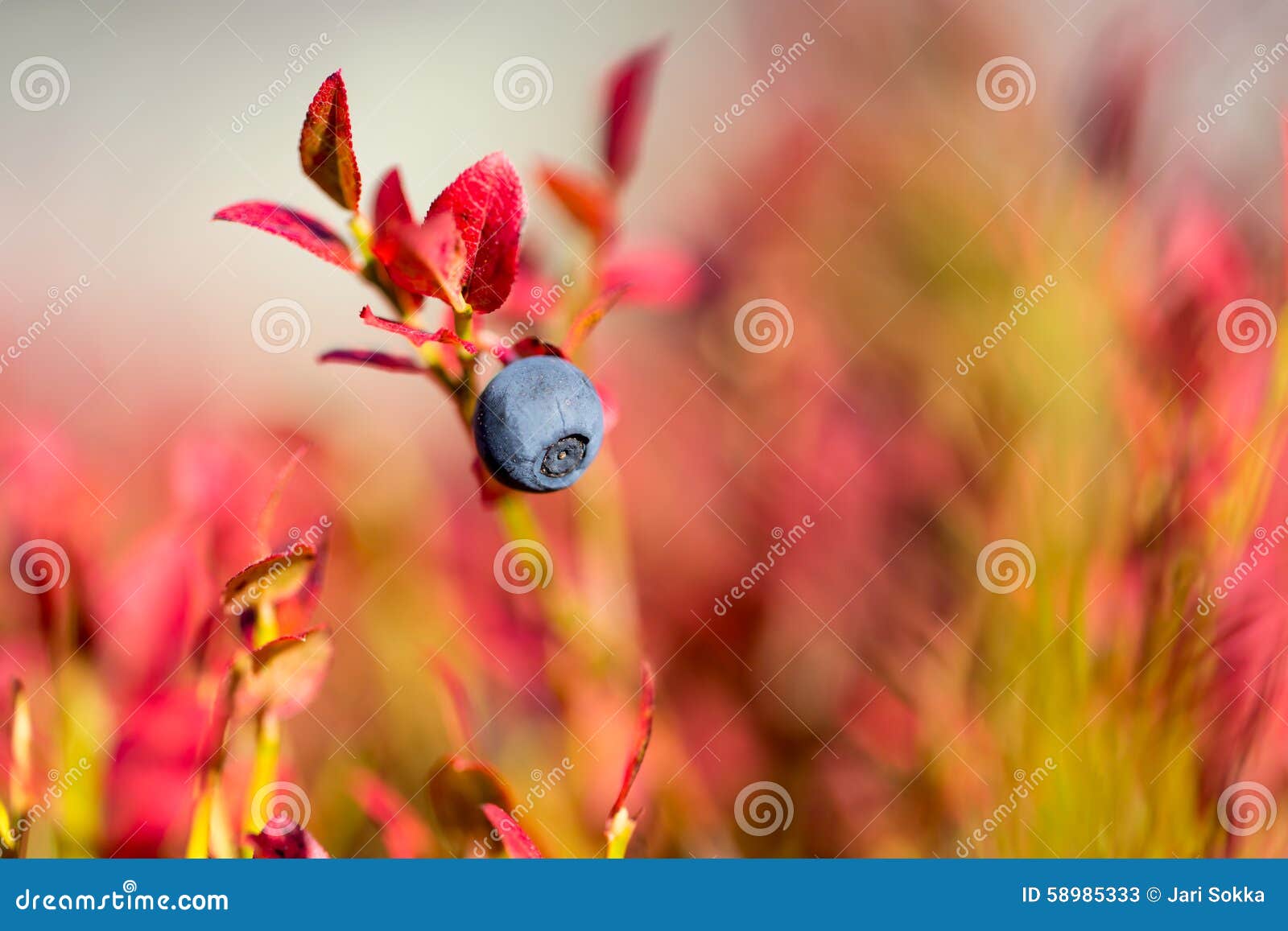 Blueberry and Autumn Colors Stock Image - Image of ingredient, colors ...