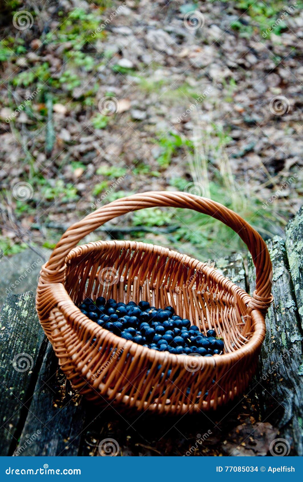 Blueberry stock photo. Image of berries, garden, blueberry - 77085034