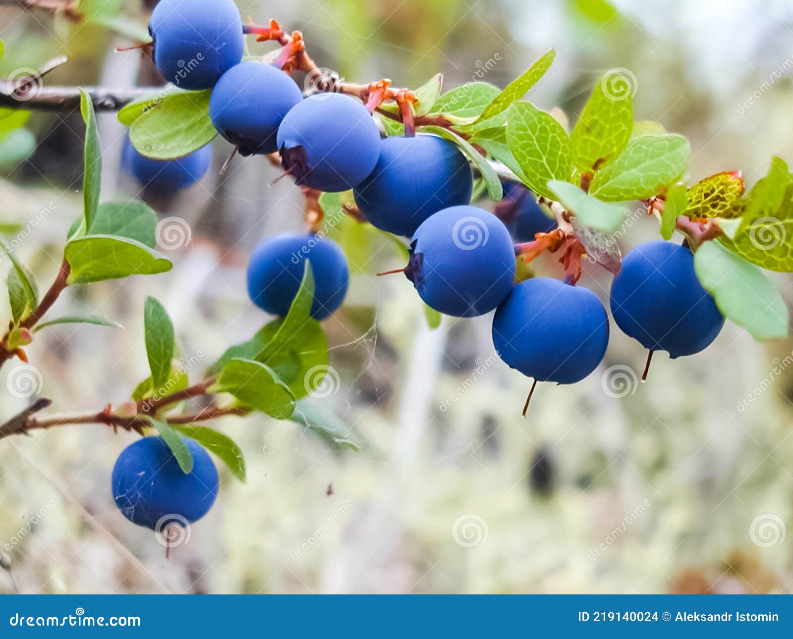 Blueberry berry on a bush. stock photo. Image of bilberry - 219140024