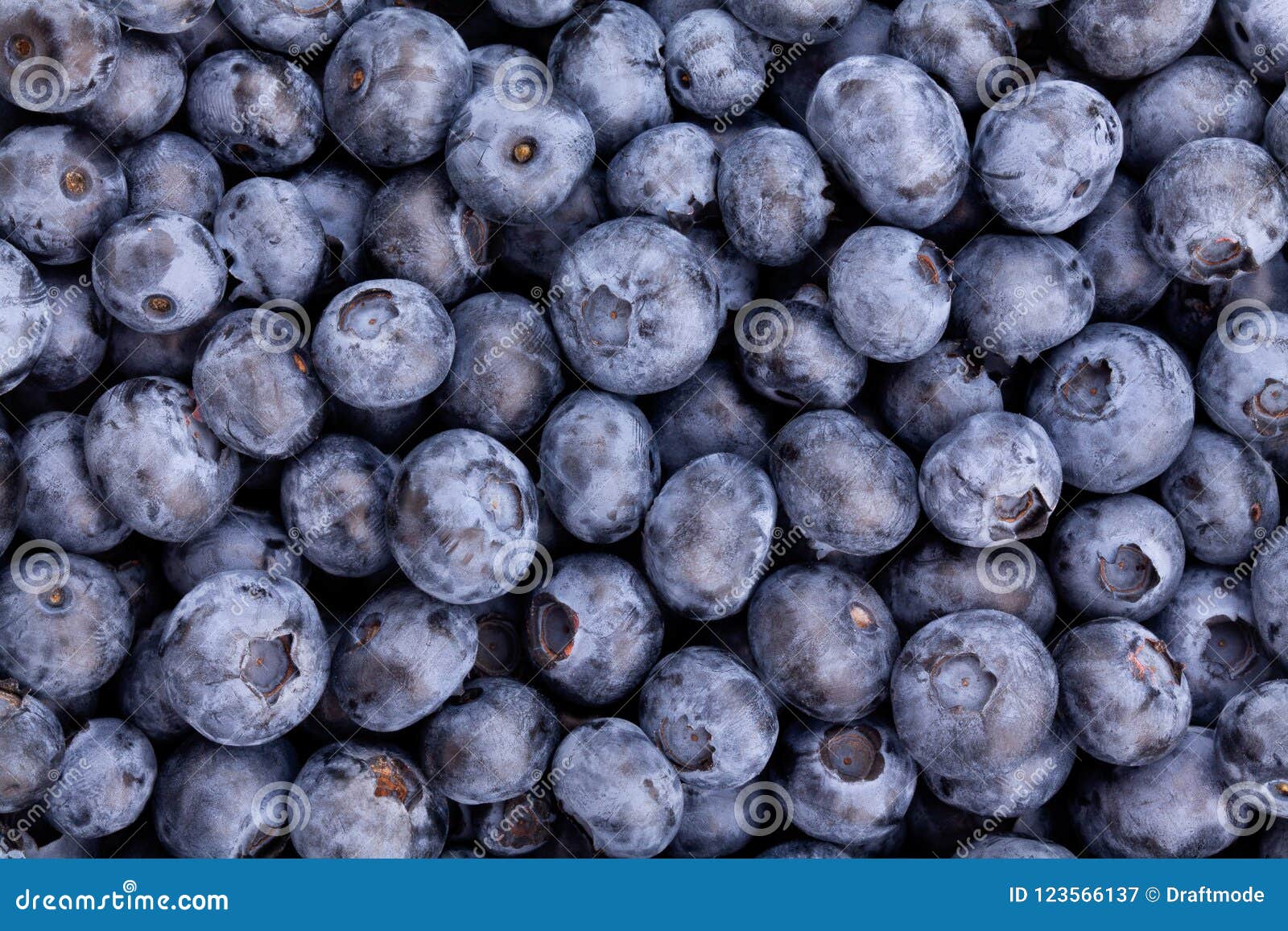 Blueberry stock image. Image of healthy, berries, nutrient - 123566137