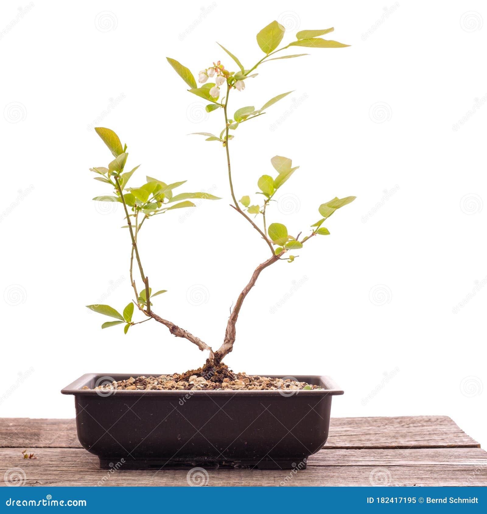 Blueberry Bonsai Stock Photos - Free & Royalty-Free Stock Photos from ...