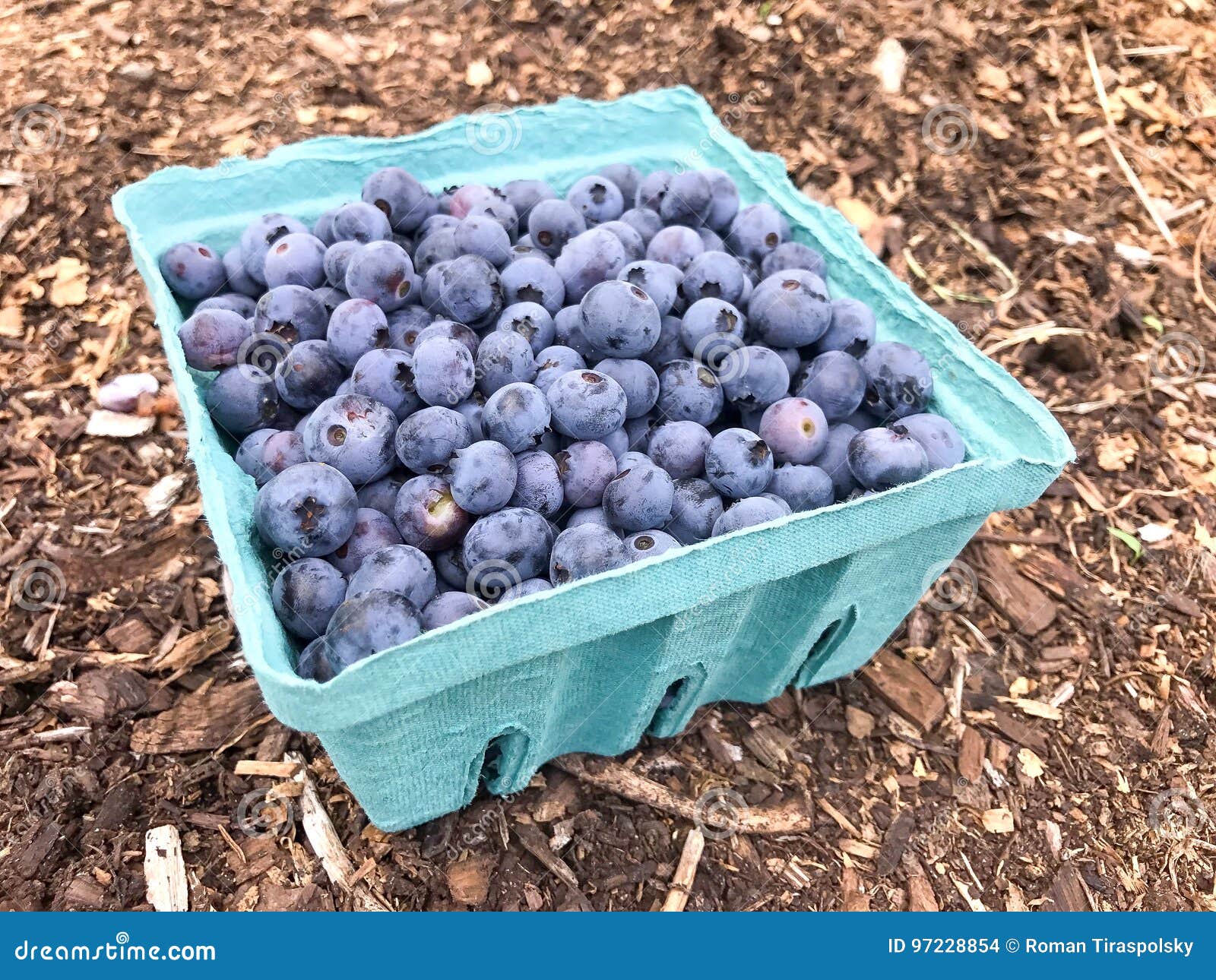 Blueberry in a box stock photo. Image of nature, summer - 97228854