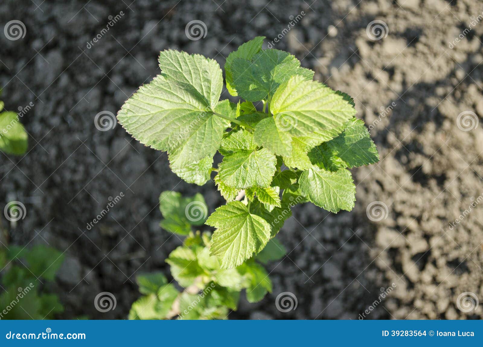 Blueberry Bramble and Leaves Stock Photo - Image of berry, background ...