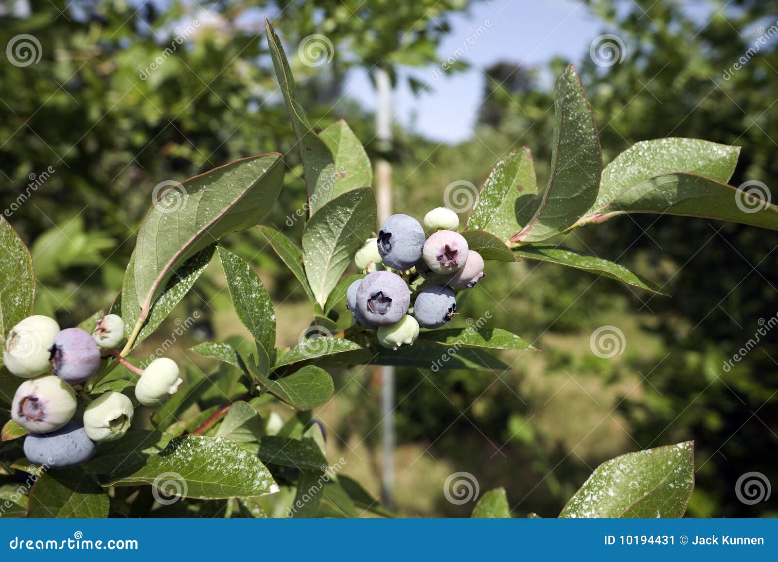 Blueberry Branch stock image. Image of shrub, bush, superfruit - 10194431