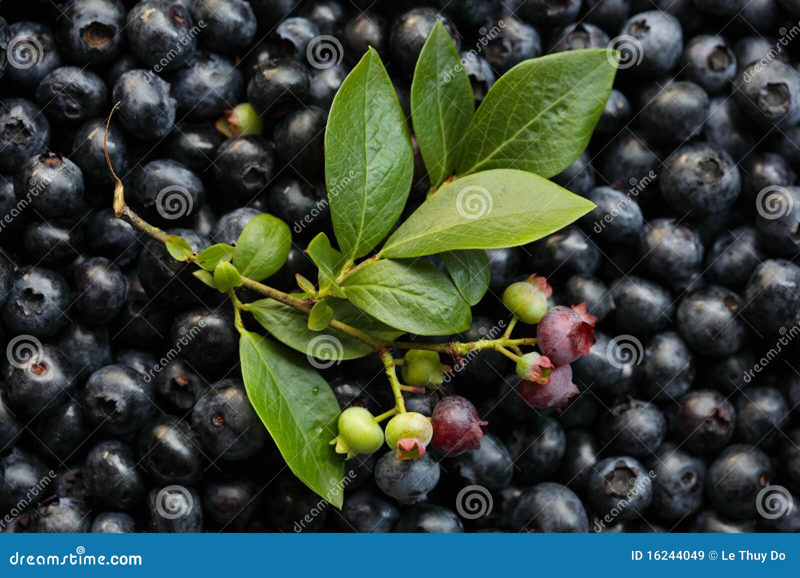 Blueberry branch stock image. Image of branch, harvest - 16244049