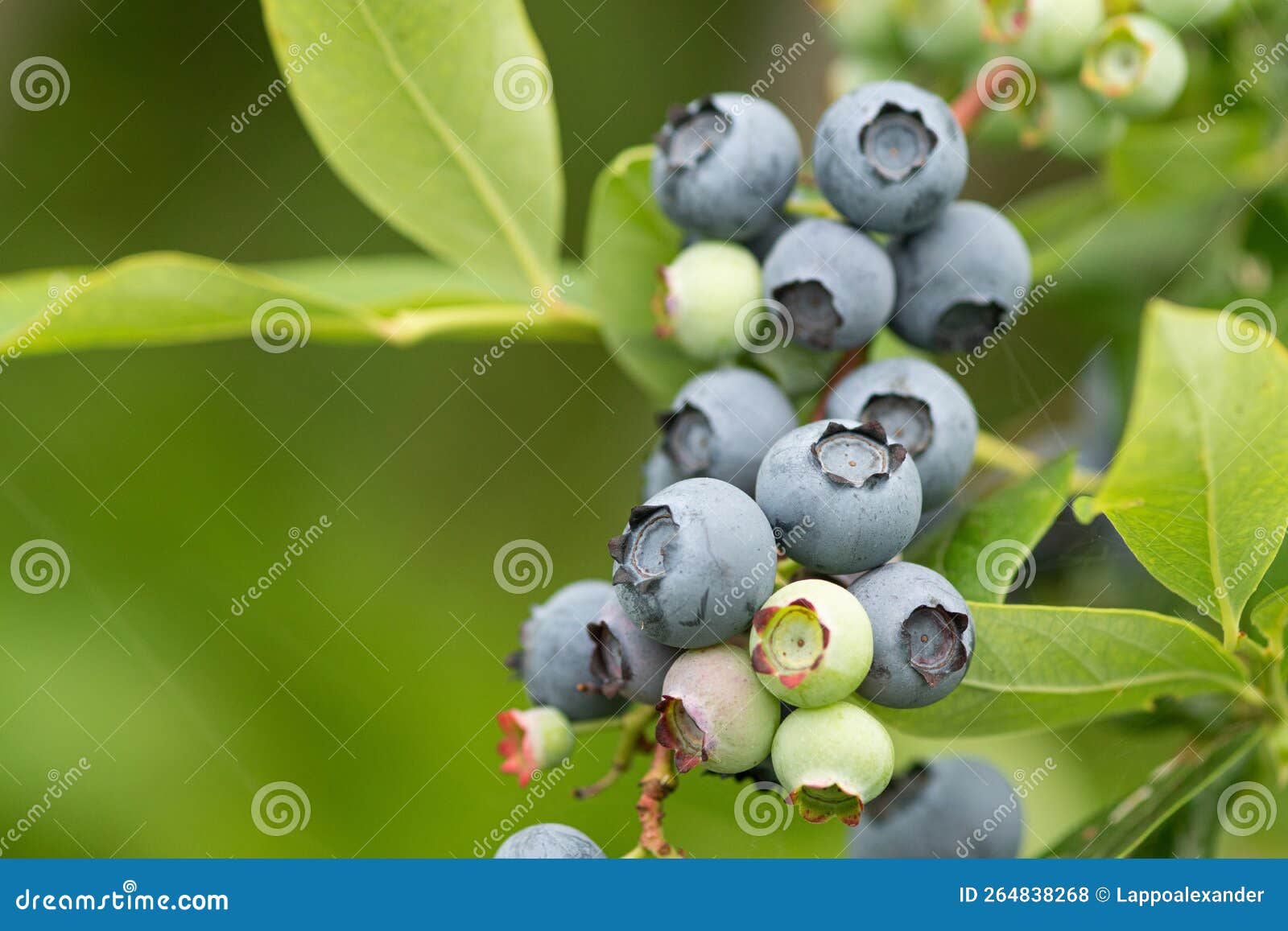 Blueberry Branch Farm Berry Harvest Stock Photo - Image of closeup ...
