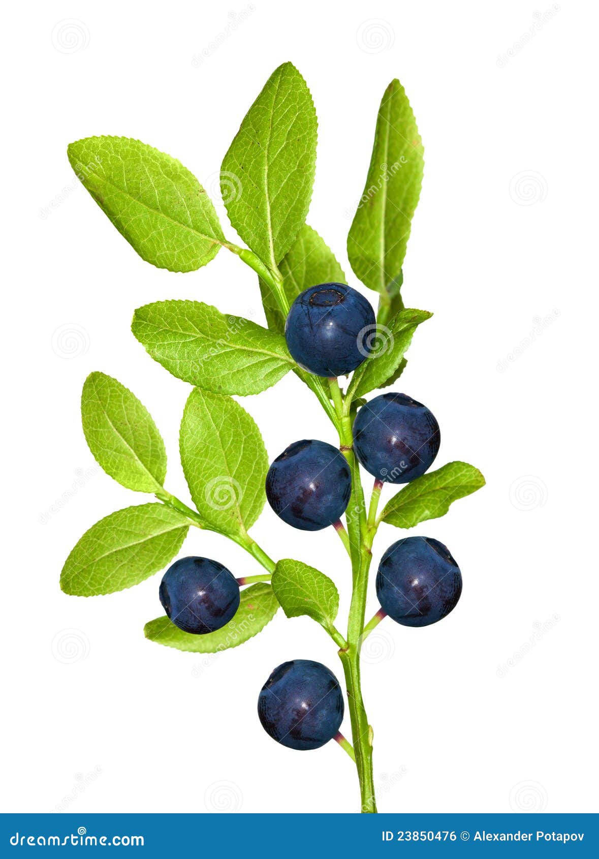 Blueberry Branch with Six Berries Stock Photo - Image of nature, sweet ...