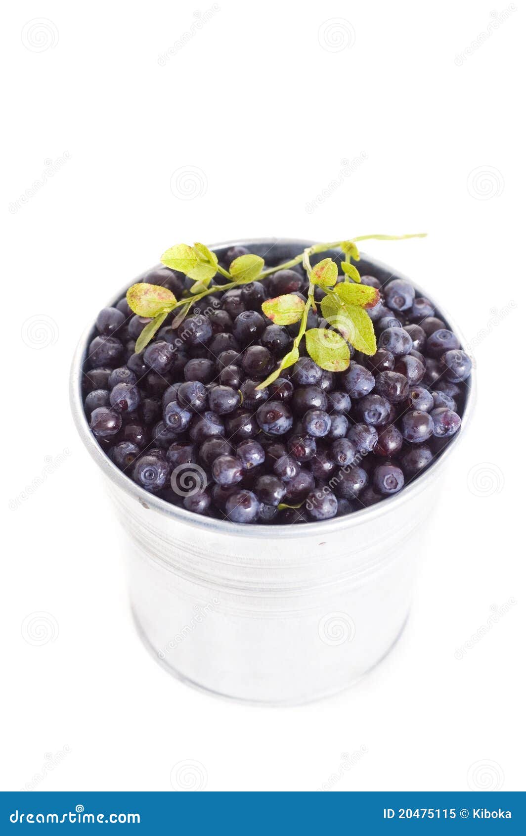 Blueberry in bucket stock image. Image of sweet, wild - 20475115