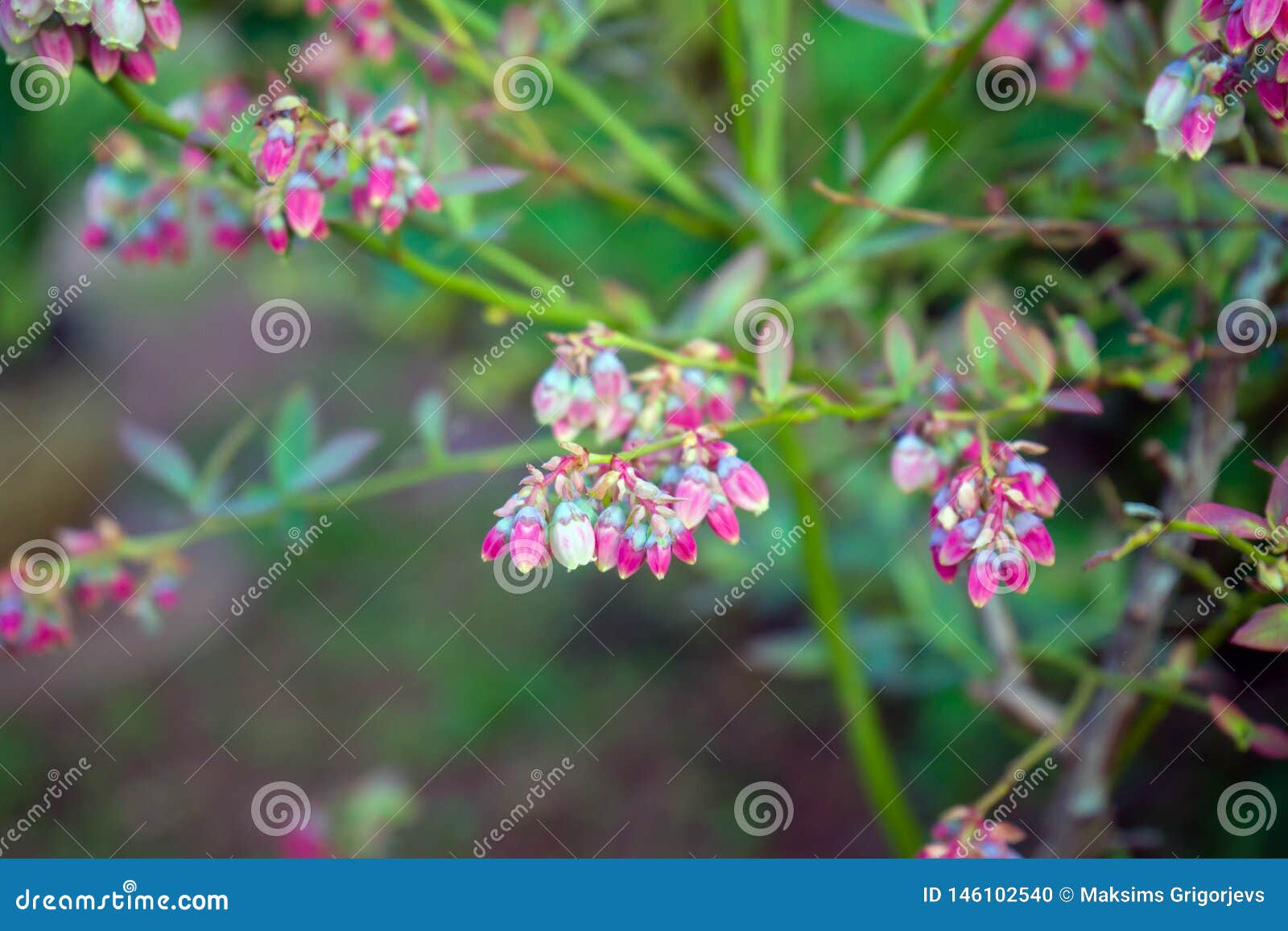 Blueberry Buds and Flowers on a Bush Stock Photo - Image of cultivated ...