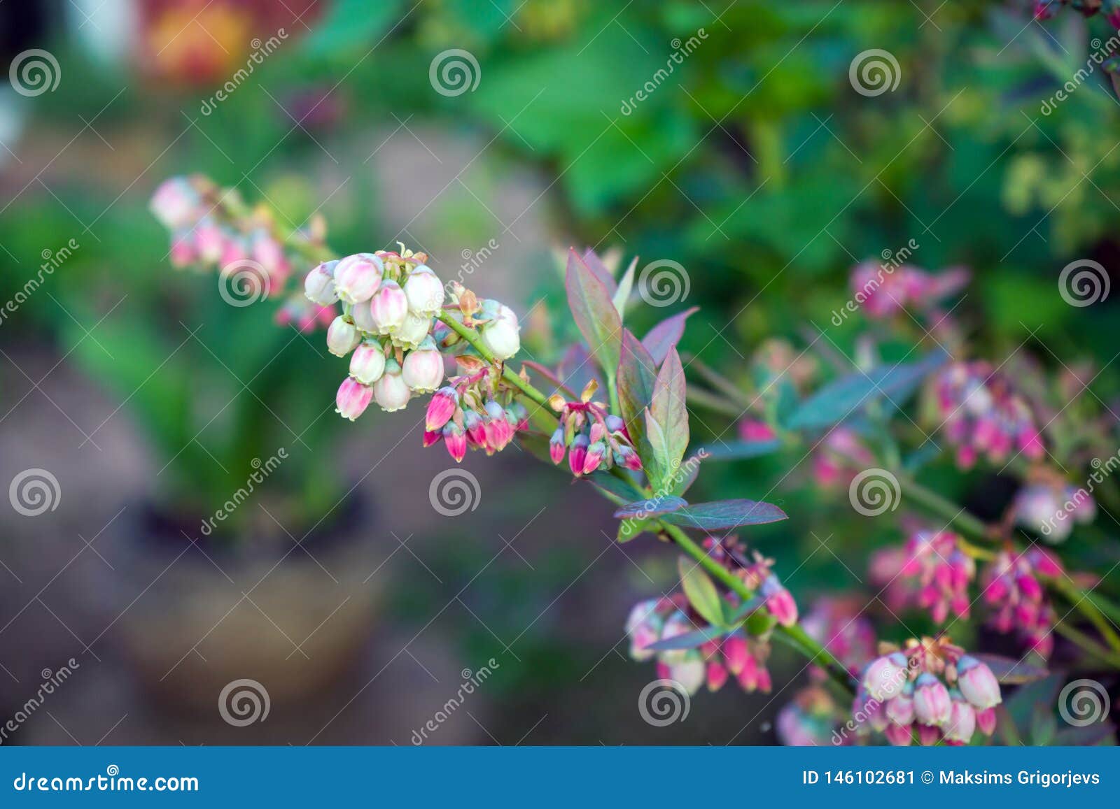 Blueberry Buds and Flowers on a Bush Stock Image - Image of leaves ...