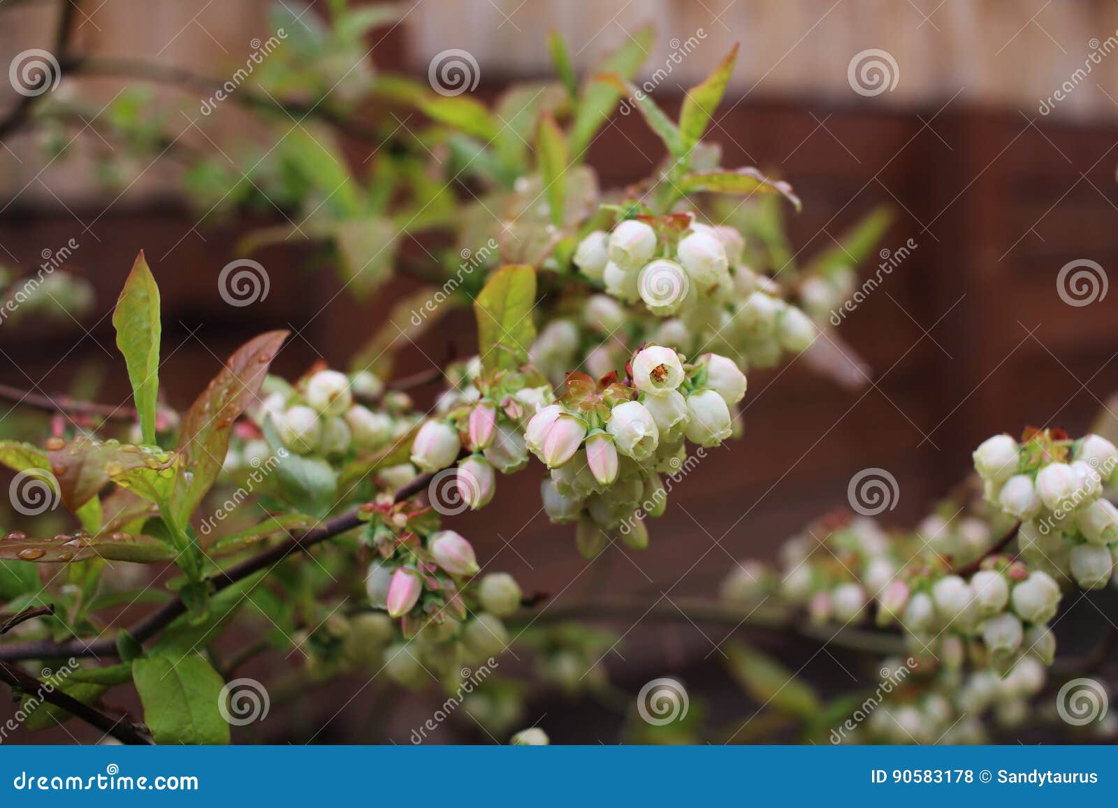 Blueberry buds stock photo. Image of bell, leaves, natural - 90583178