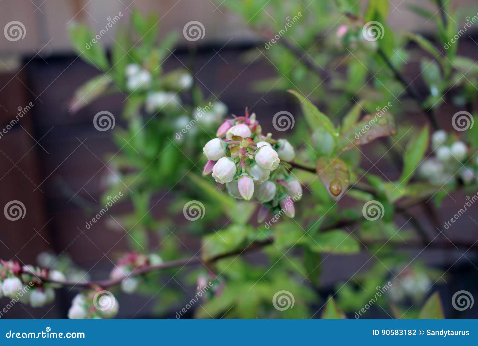 Blueberry buds stock photo. Image of field, leaf, food - 90583182