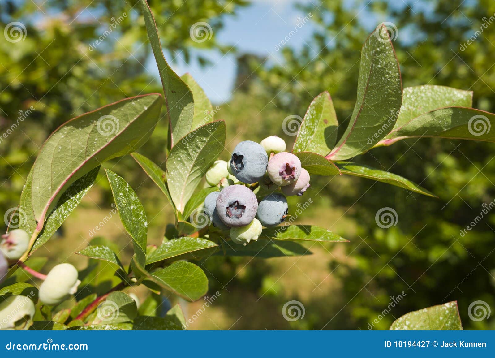 Blueberry Bunch stock image. Image of plant, food, field - 10194427