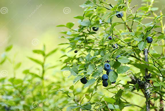 Blueberry bush stock image. Image of green, bush, wild - 10912571