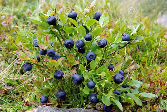 Blueberry bush stock photo. Image of blueberry, wild - 11589318