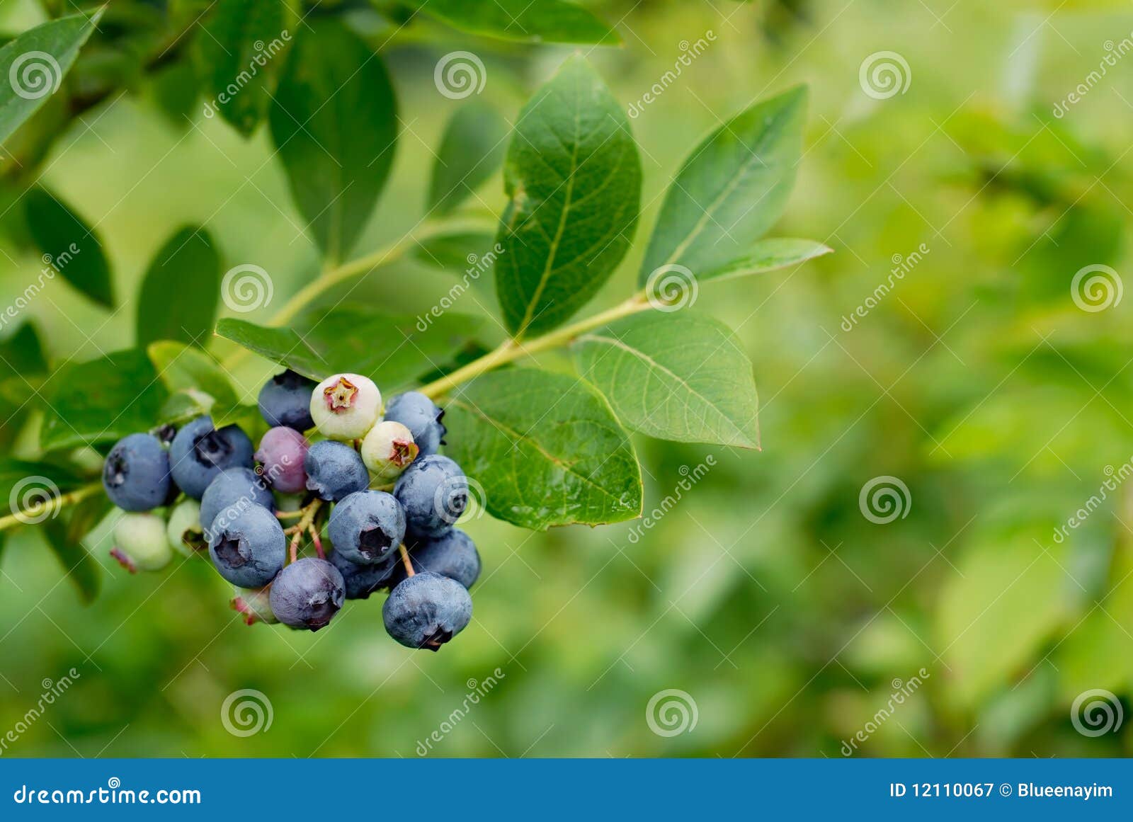 Blueberry Bush stock image. Image of space, cultivate - 12110067