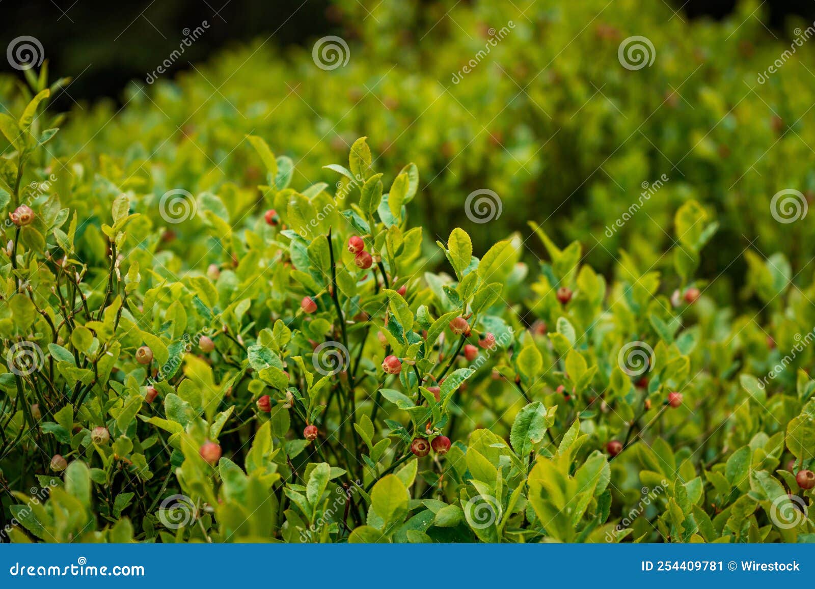 Blueberry bush in a garden stock image. Image of grow - 254409781