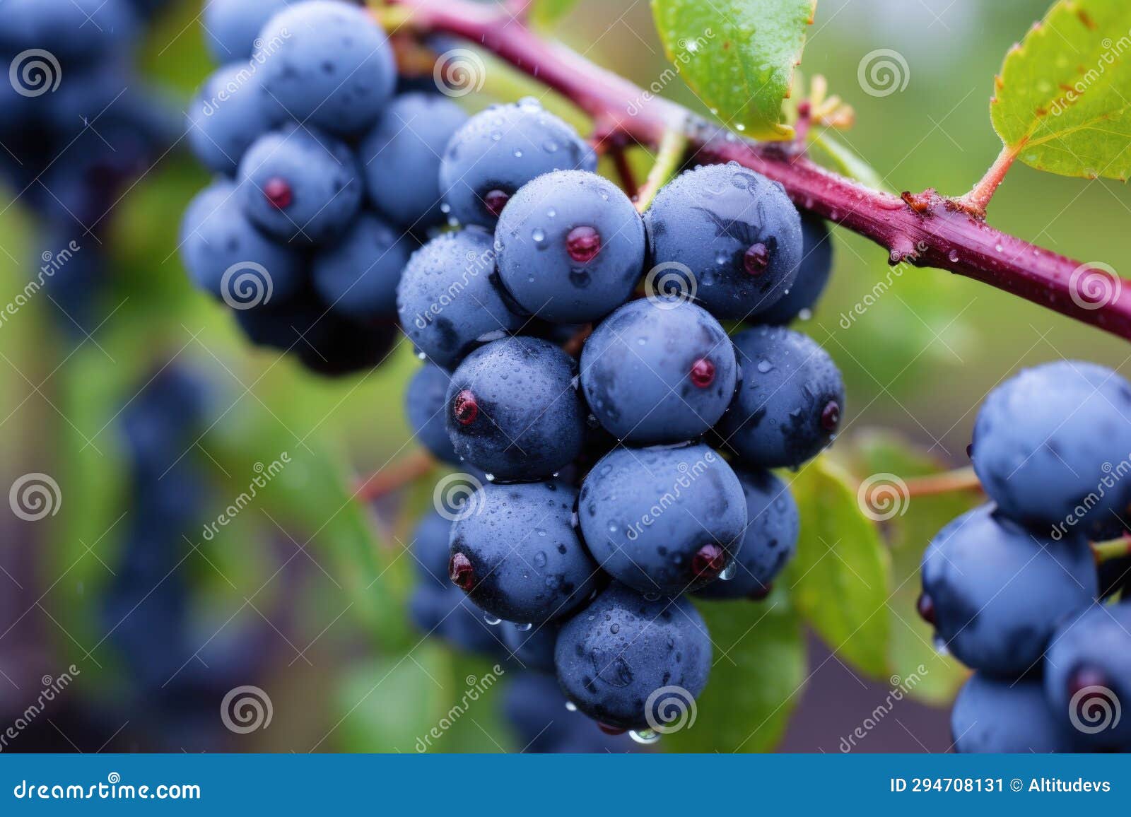 Blueberry Bush Heavy with Ripe Fruit Stock Image - Image of agriculture ...