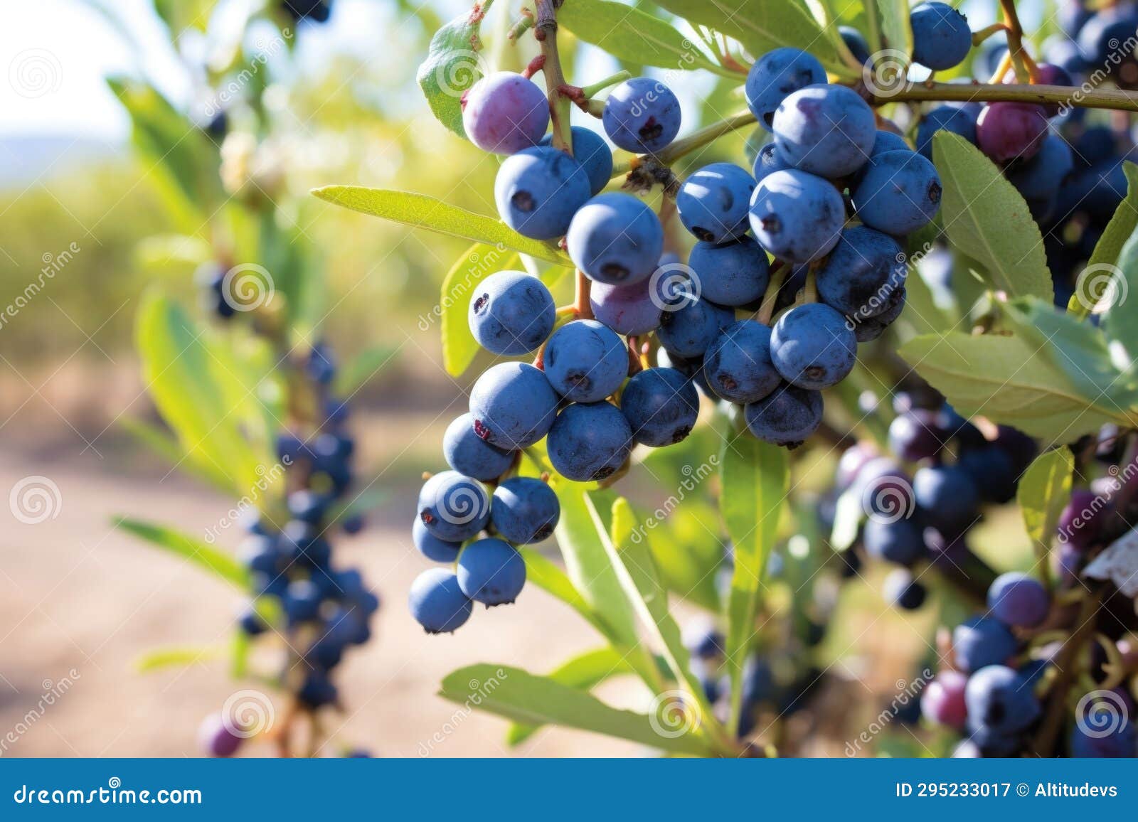 Blueberry Bush Heavy with Ripe Fruit Stock Image - Image of bush, ripe ...