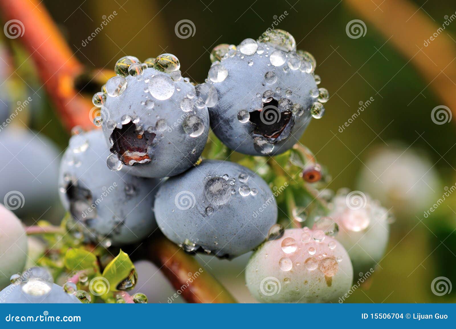 Blueberry bush in the rain stock photo. Image of blueberry - 15506704