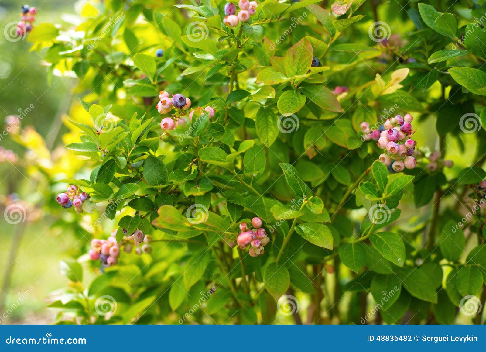 Blueberry Bush in Sunny Day Stock Photo - Image of branch, juicy: 48836482