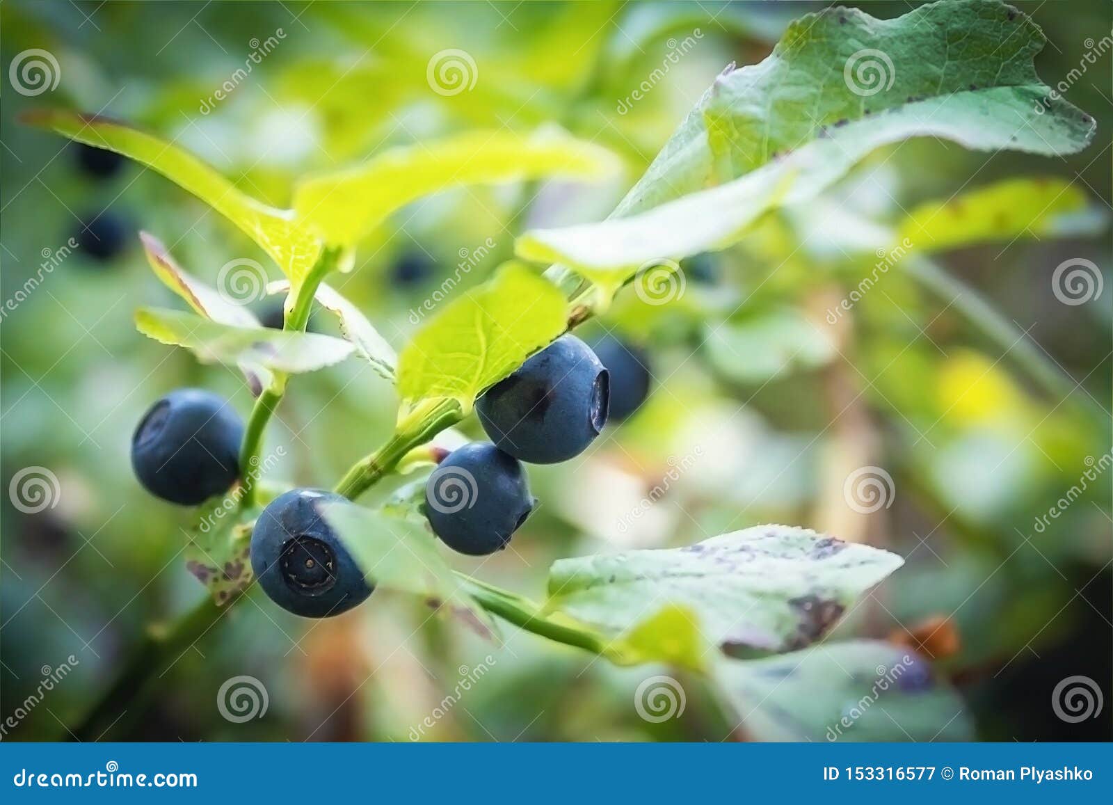 Blueberry Bush in the Woods. Season of Berries Stock Image - Image of ...