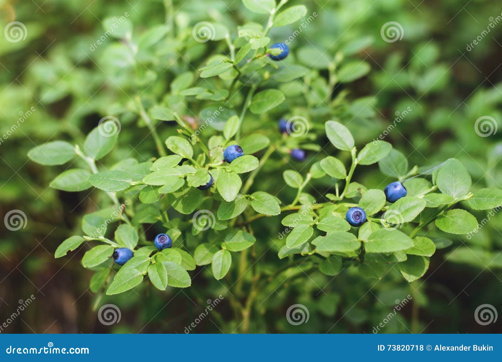 Blueberry Bushes in the Forest with Ripe Berries Stock Photo - Image of ...