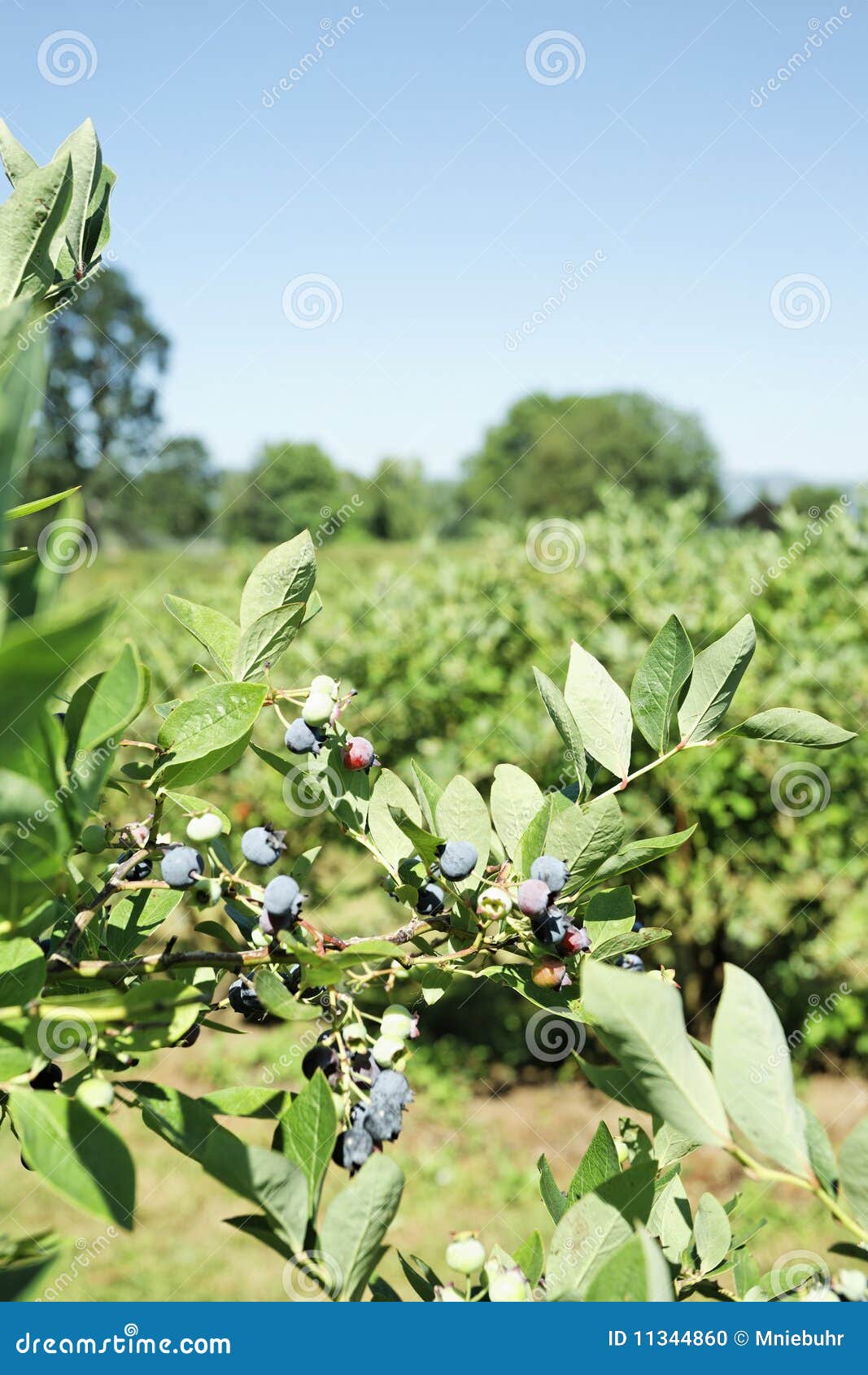 Blueberry Bushes in a Large Open Farm Field Stock Photo - Image of ...