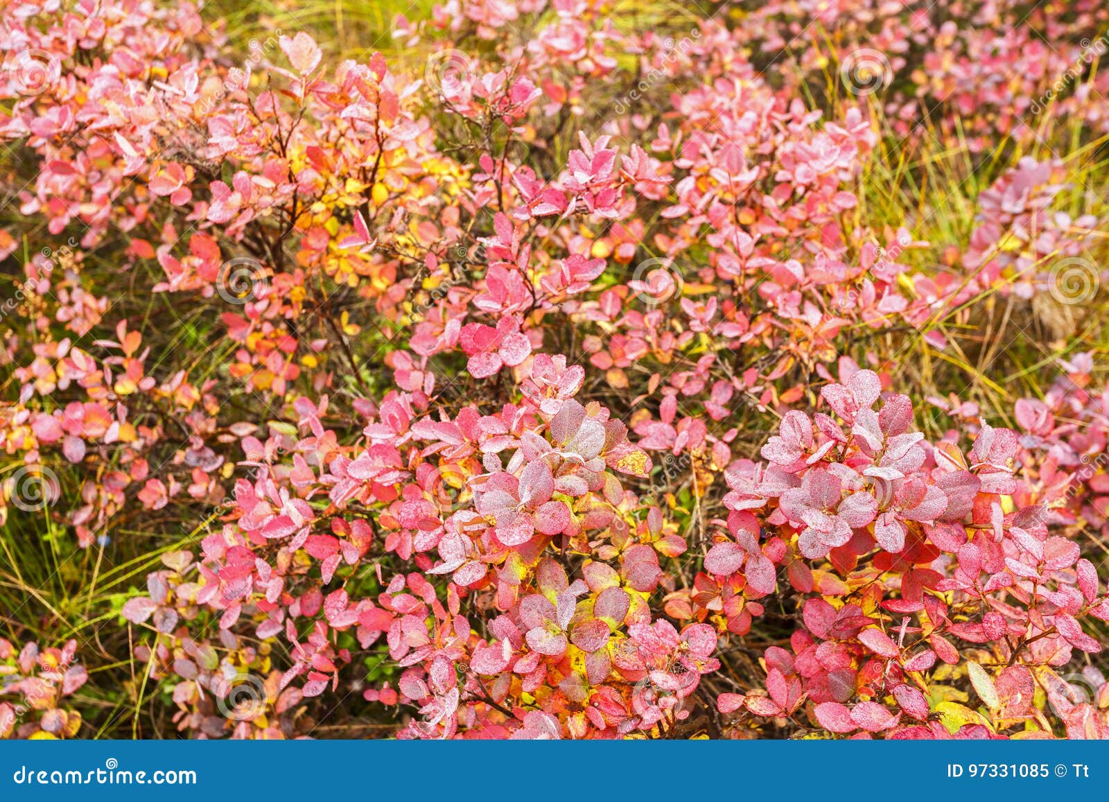Blueberry Bushes with Red Leaves Stock Image - Image of macro, bilberry ...