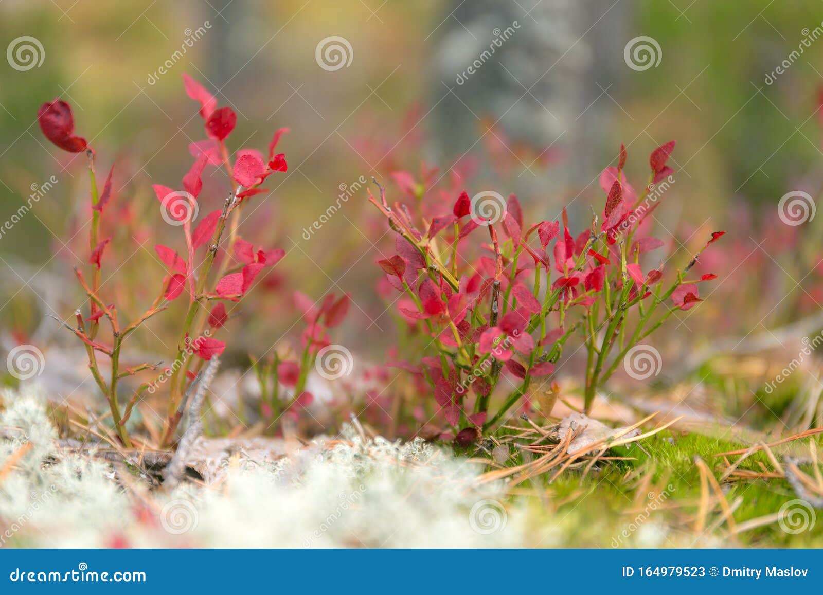 Blueberry Bushes with Red Leaves Closeup Stock Image - Image of nature ...