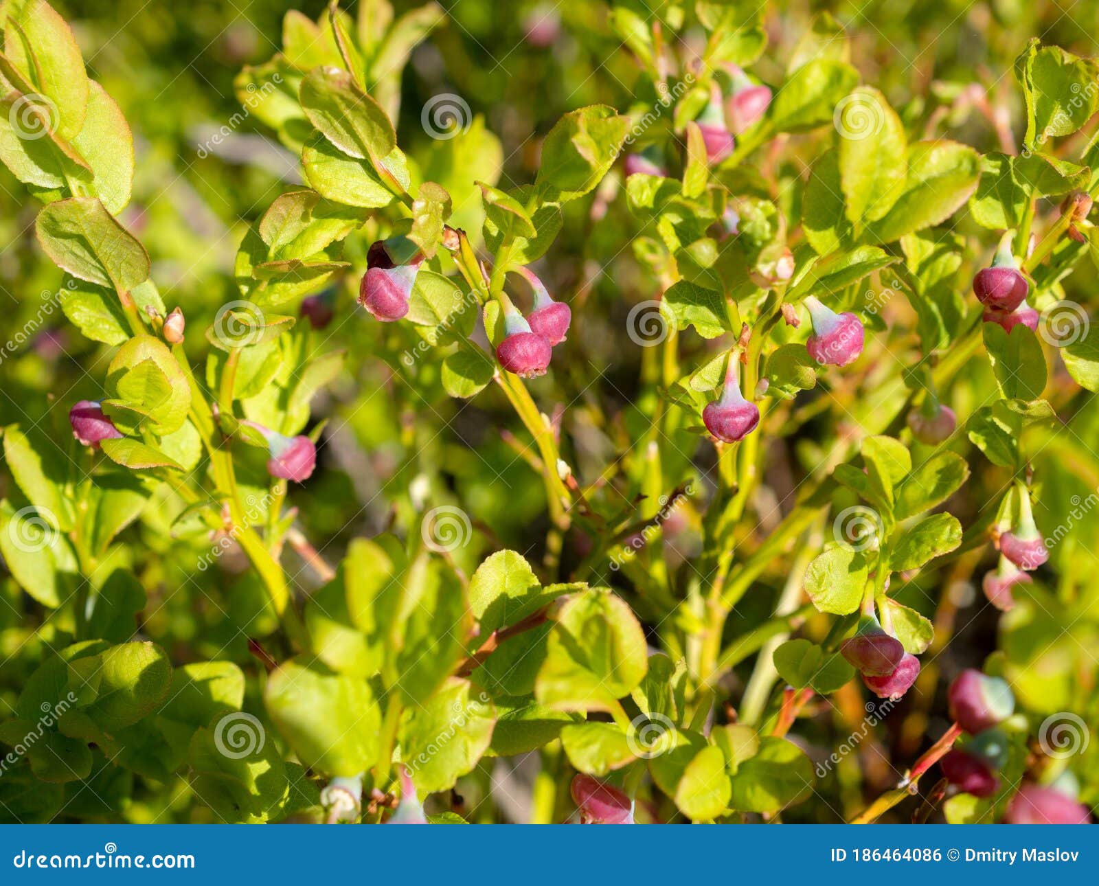 Blueberry Bushes with Young Berries Stock Photo - Image of forest ...