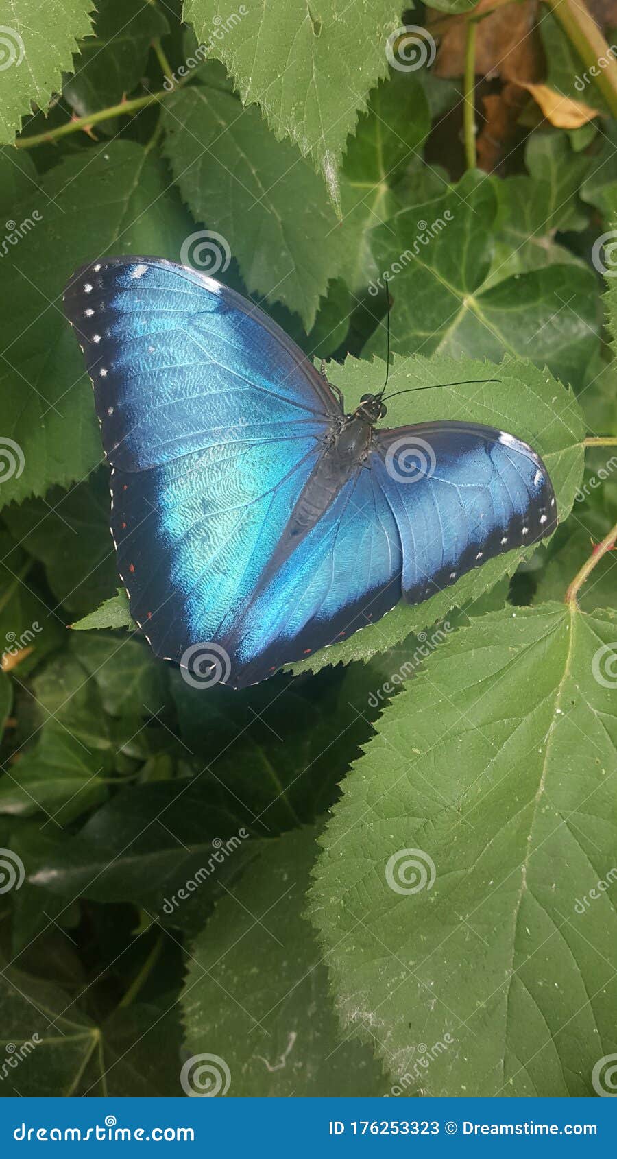 Blueberry Butterfly Pea Flower Parfait In Glass Jars Stock Photography ...