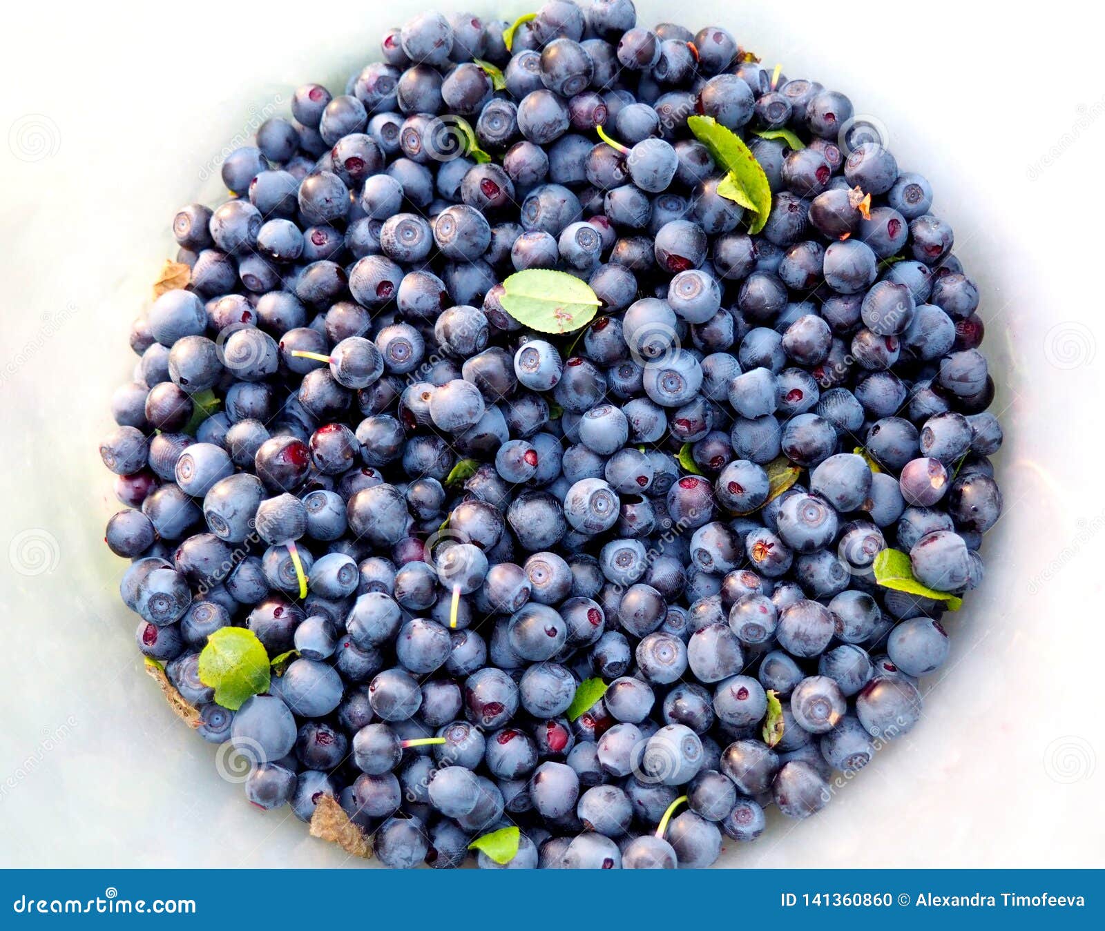 Blueberry close up stock photo. Image of juicy, abundance - 141360860