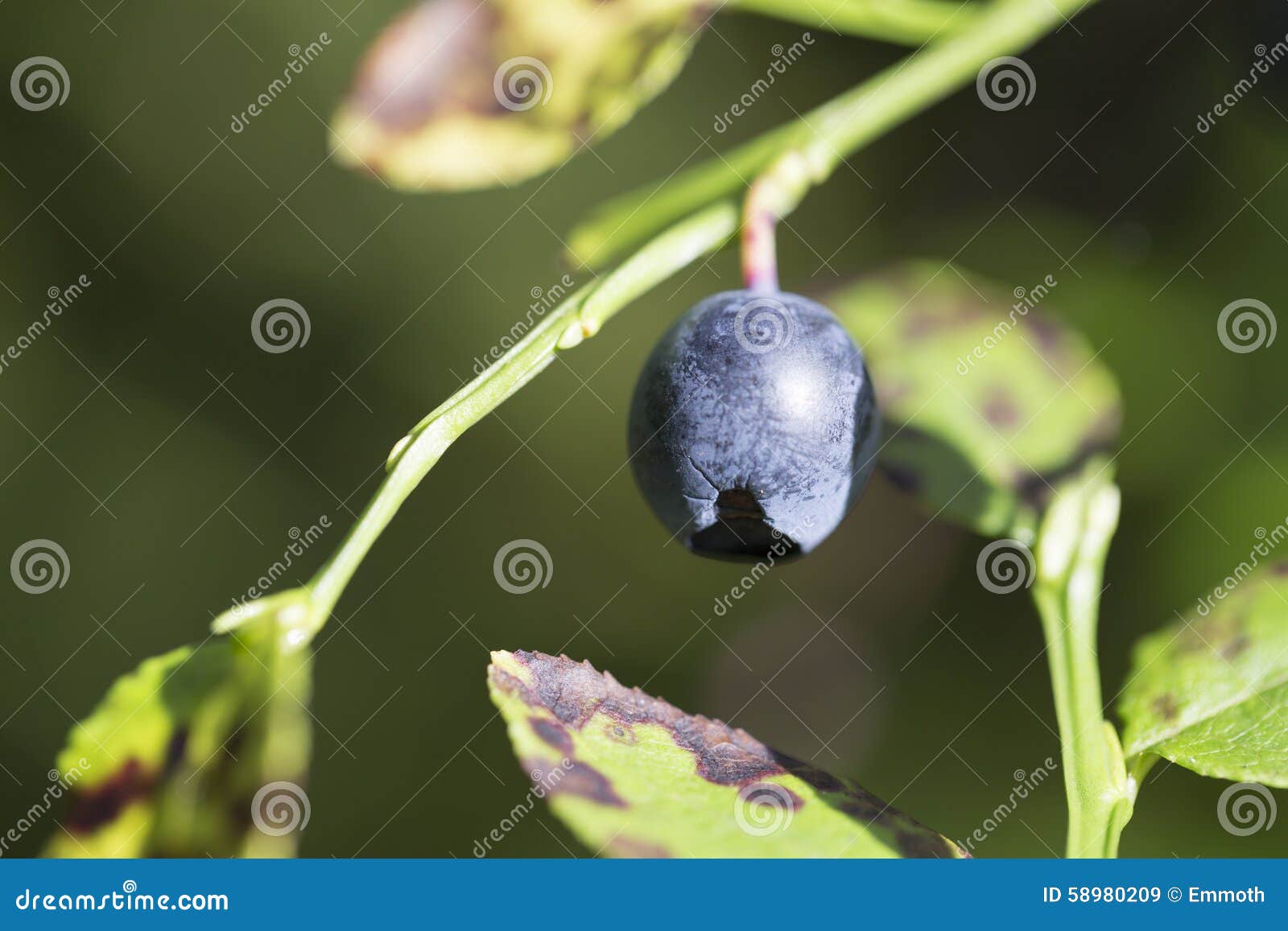 Blueberry Close Up stock image. Image of blue, micro - 58980209