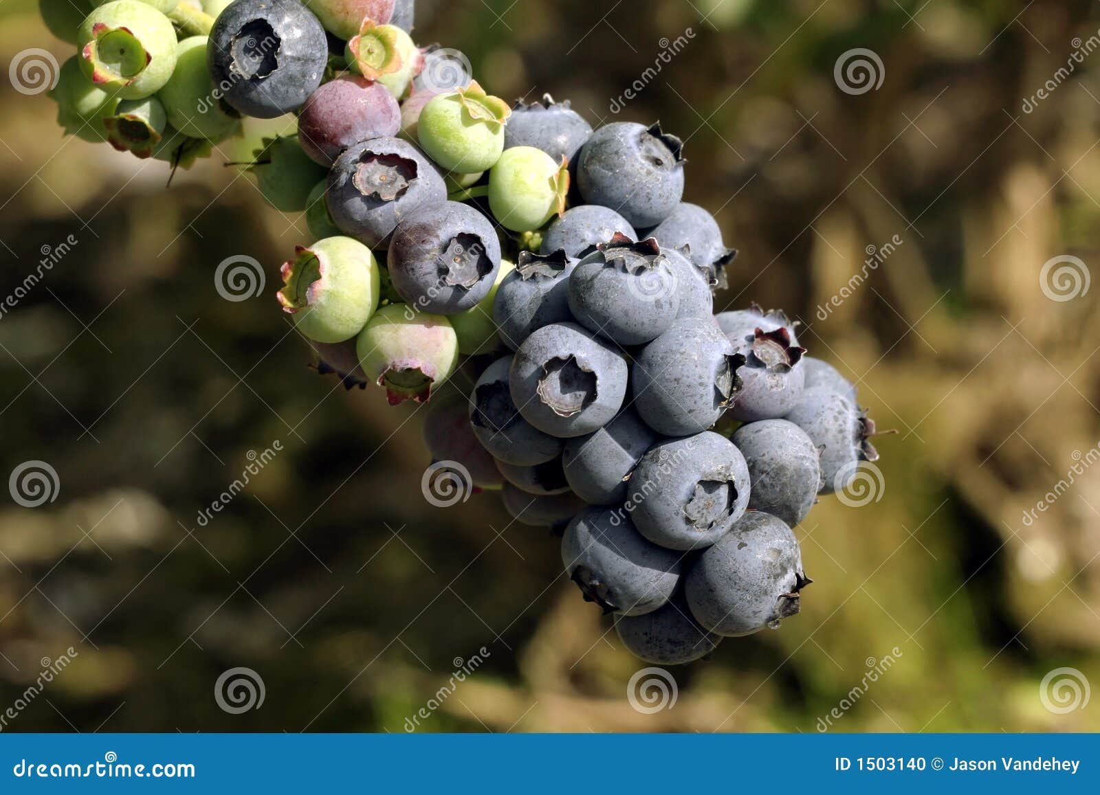 Blueberry Cluster on Branch Stock Photo - Image of healthfood, leaf ...