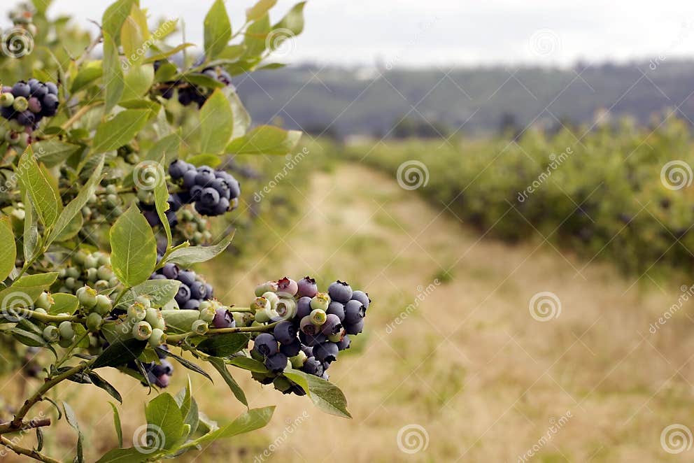 Blueberry Cluster, Field in Background Stock Image - Image of closeup ...