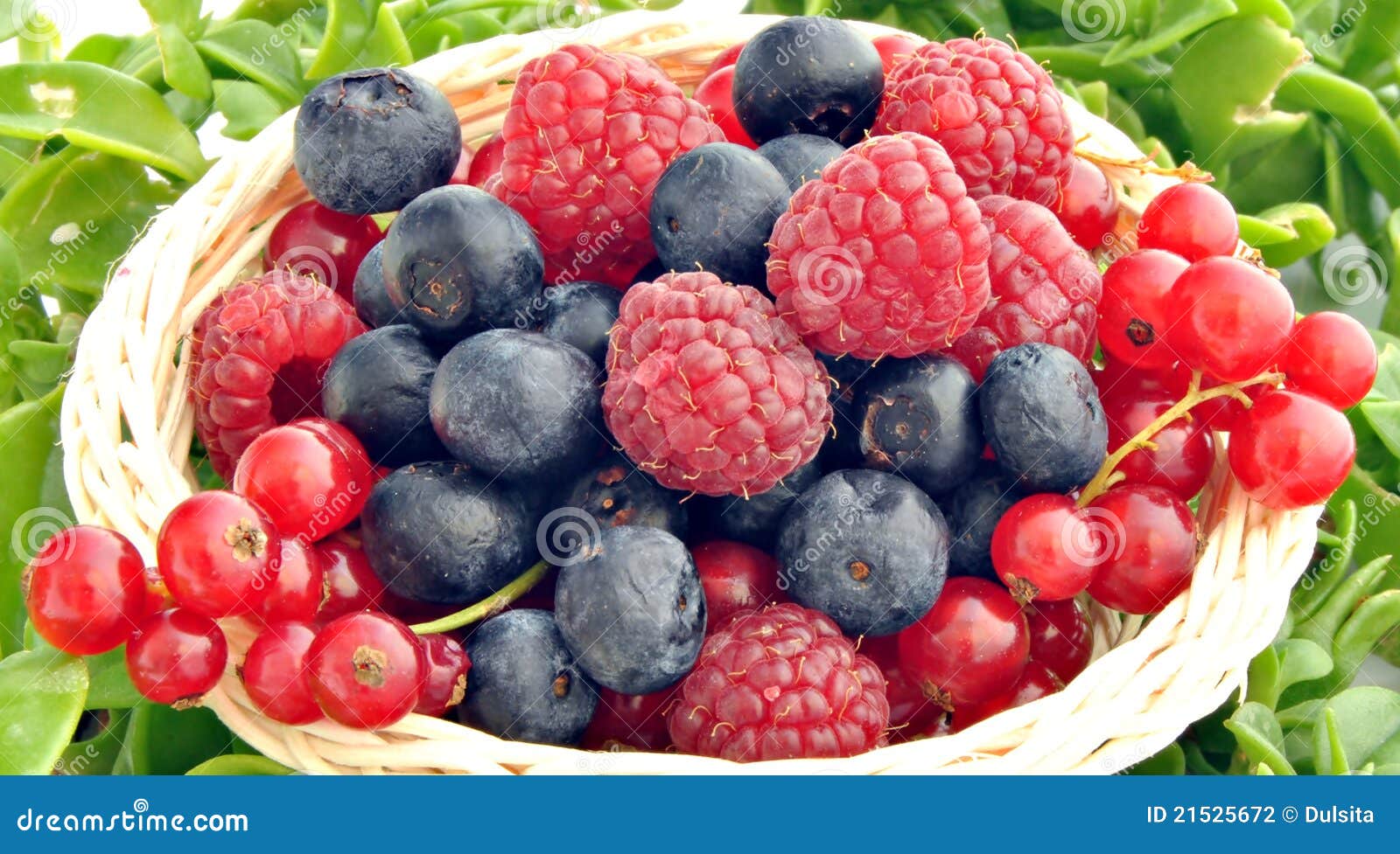 Blueberry and Currant Berries Stock Photo - Image of supplements ...