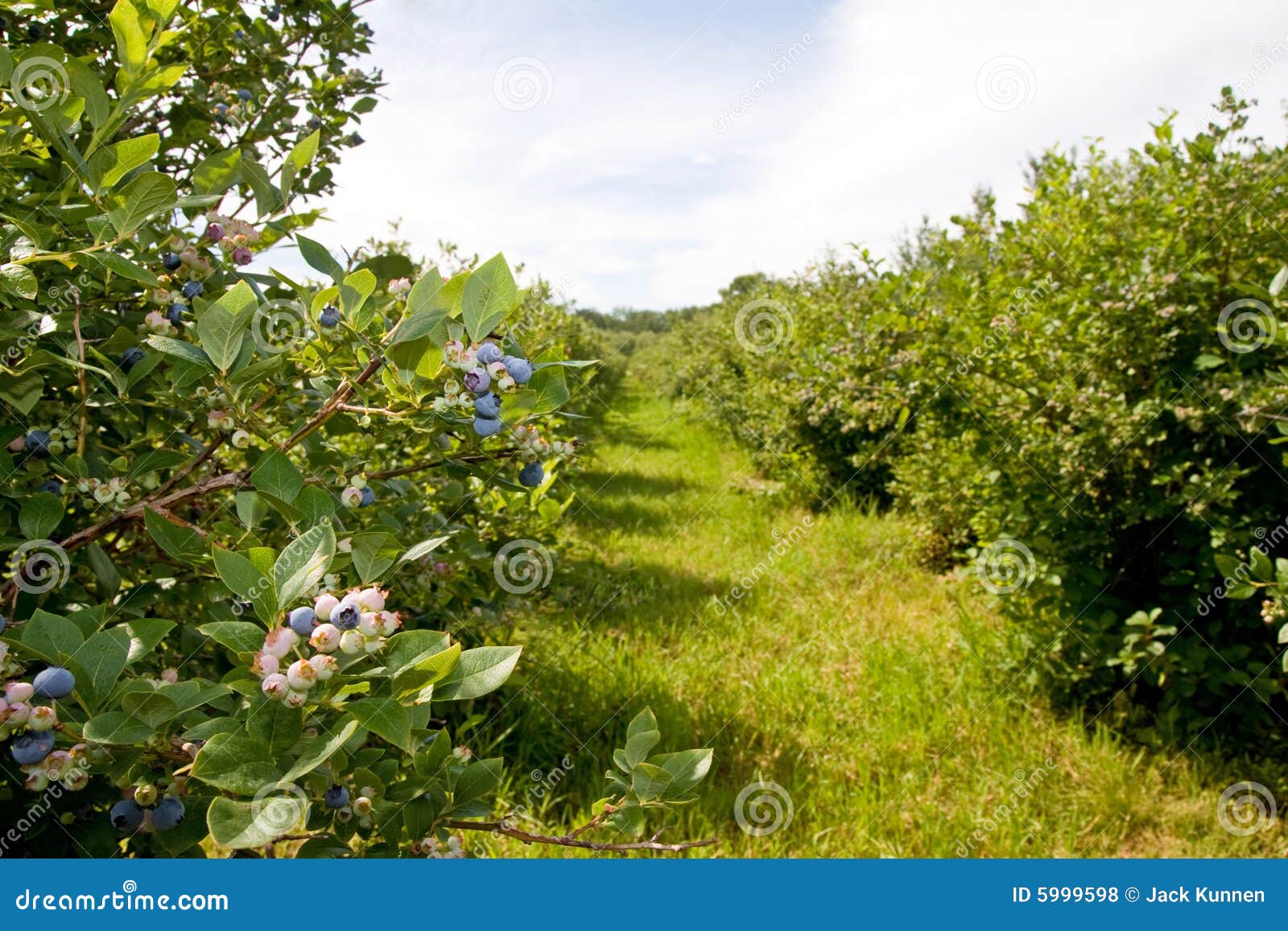 Blueberry Farm stock photo. Image of organic, healthy - 5999598
