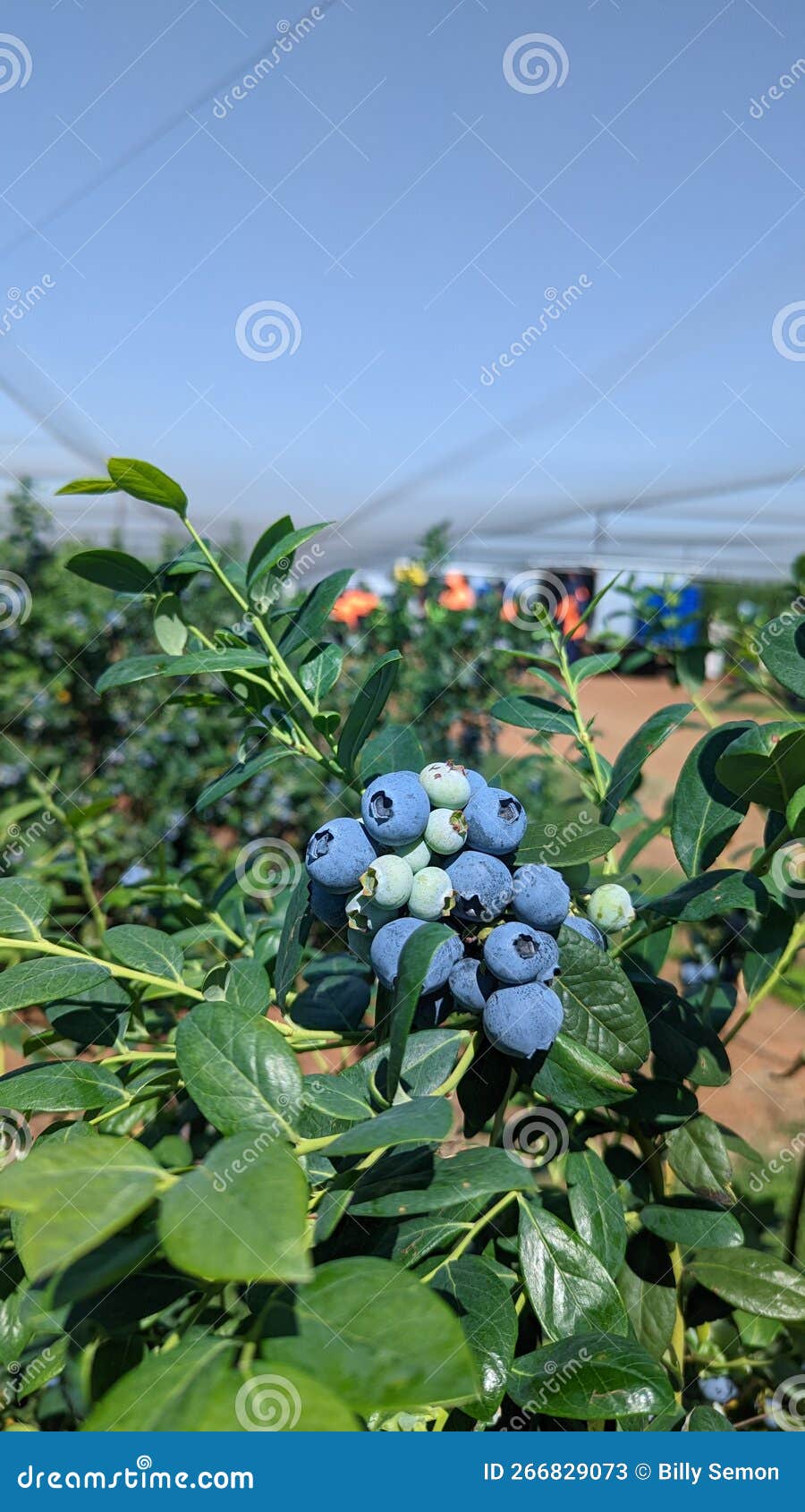 Blueberry farm shoot stock image. Image of bloom, farm - 266829073