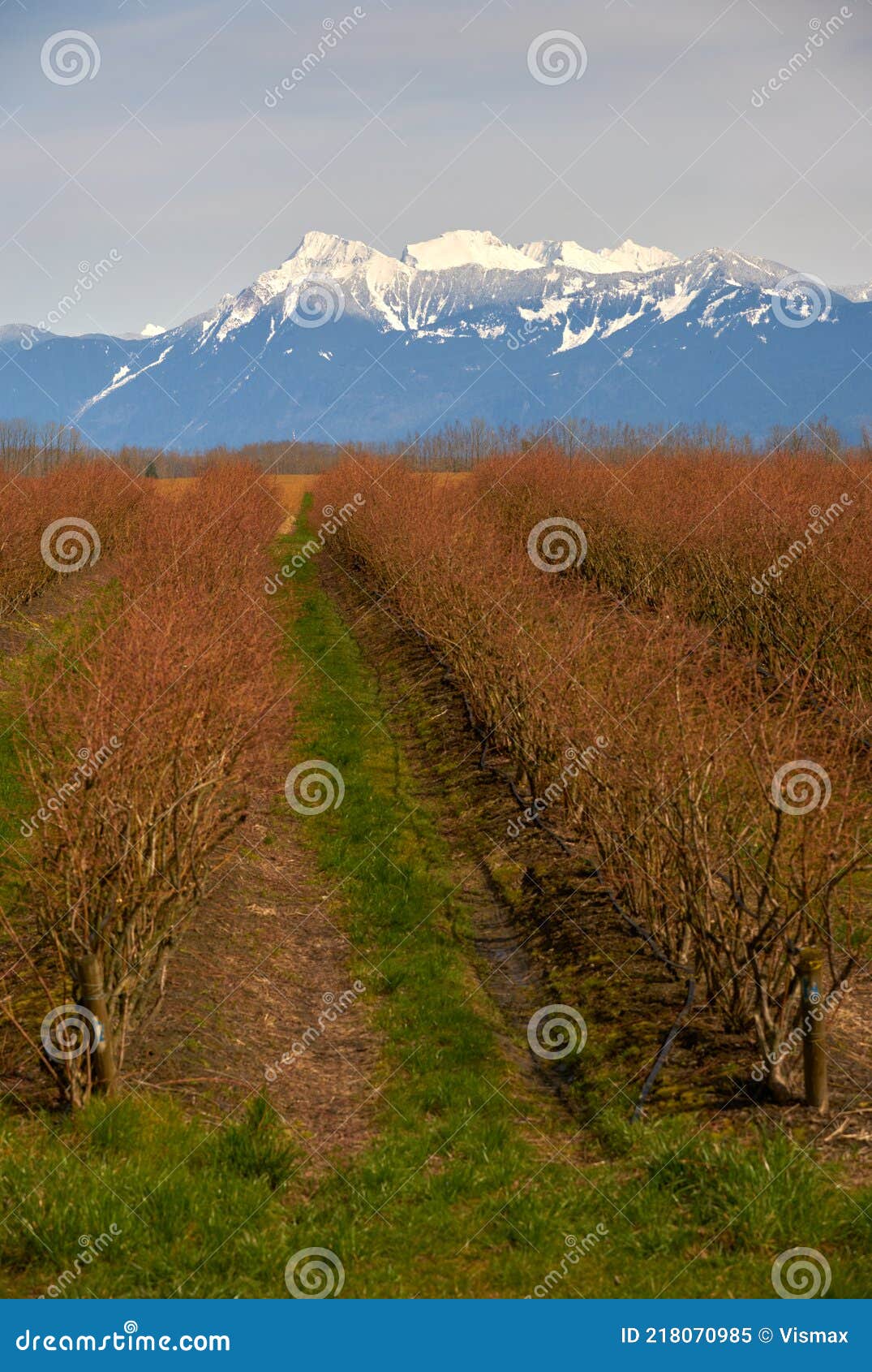 Blueberry Field and Mount Cheam Fraser Valley Stock Image - Image of ...