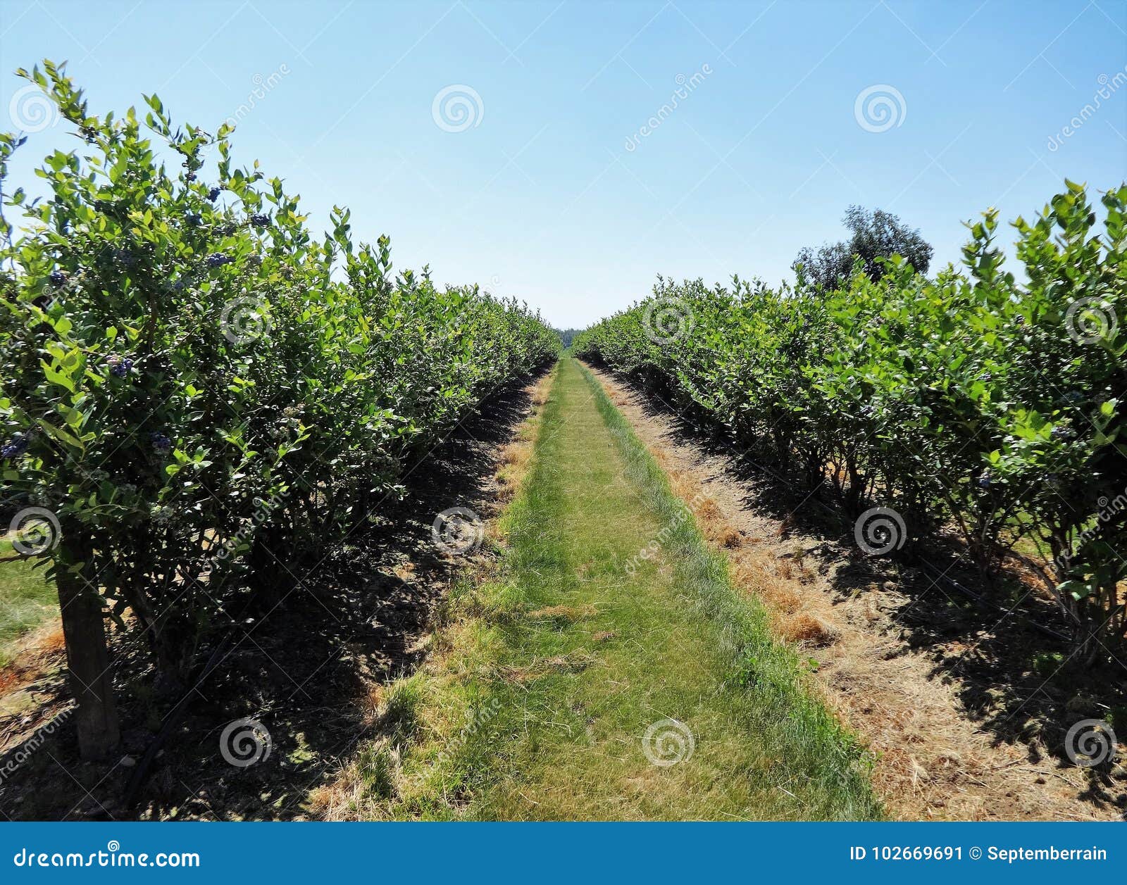 Blueberry field in summer stock image. Image of california - 102669691