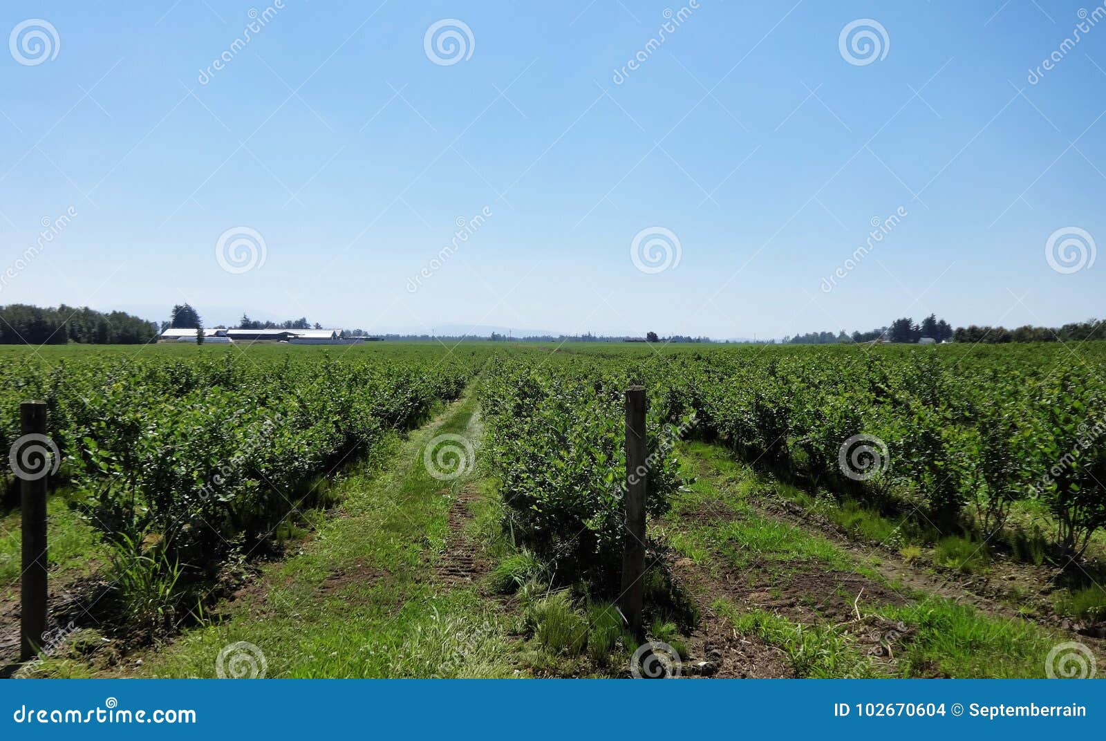 Blueberry field in summer stock photo. Image of food - 102670604