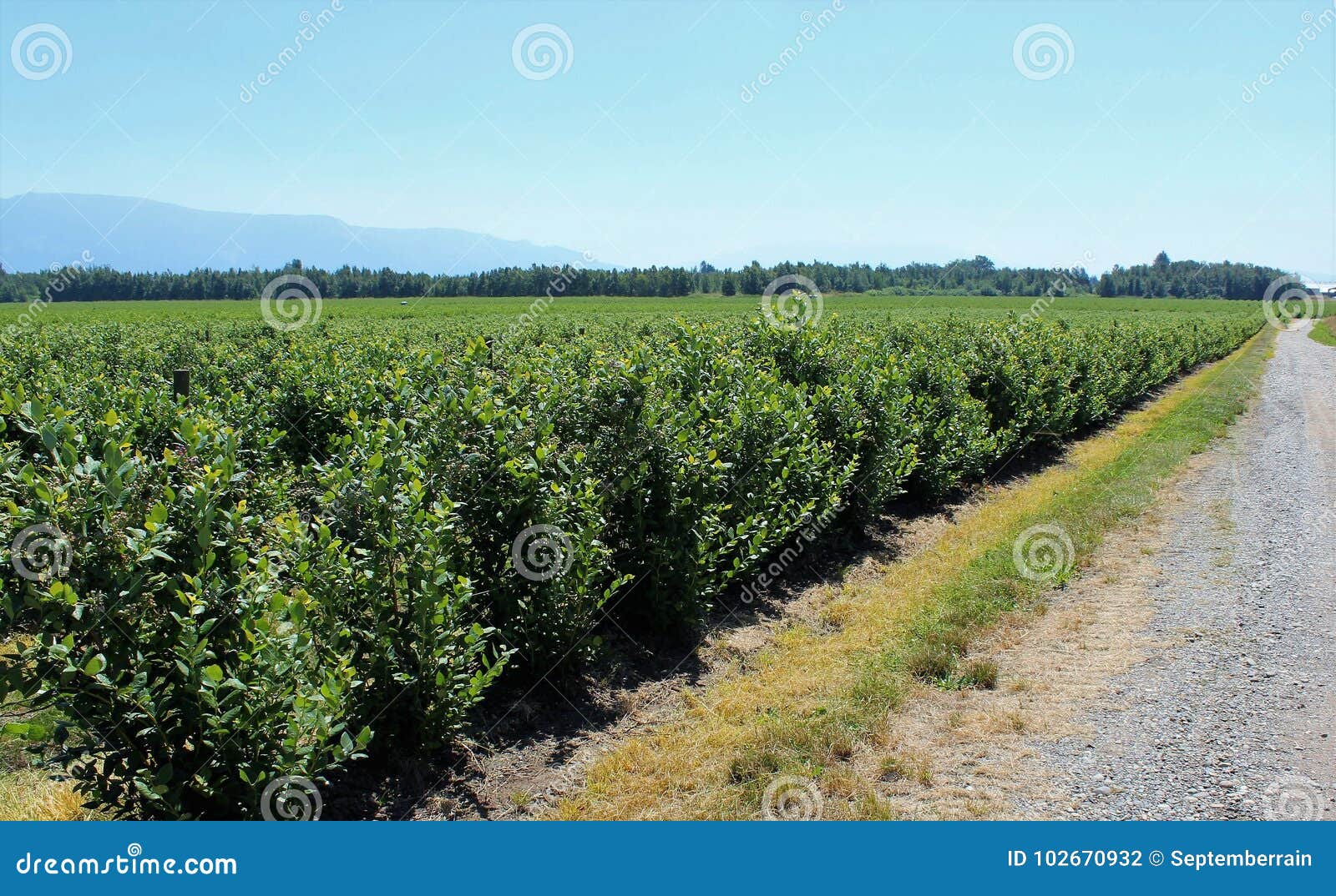Blueberry field in summer stock photo. Image of bush - 102670932