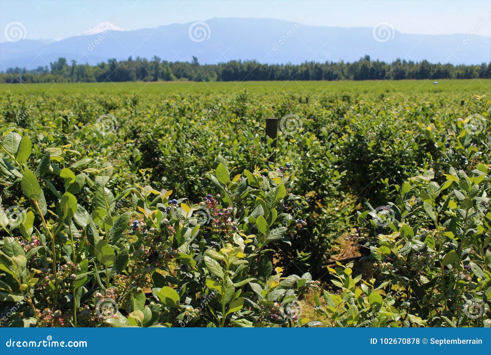 Blueberry field in summer stock photo. Image of business - 102670878