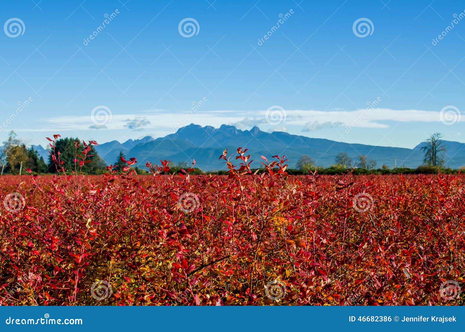 Blueberry fields stock photo. Image of blue, farm, agriculture - 46682386